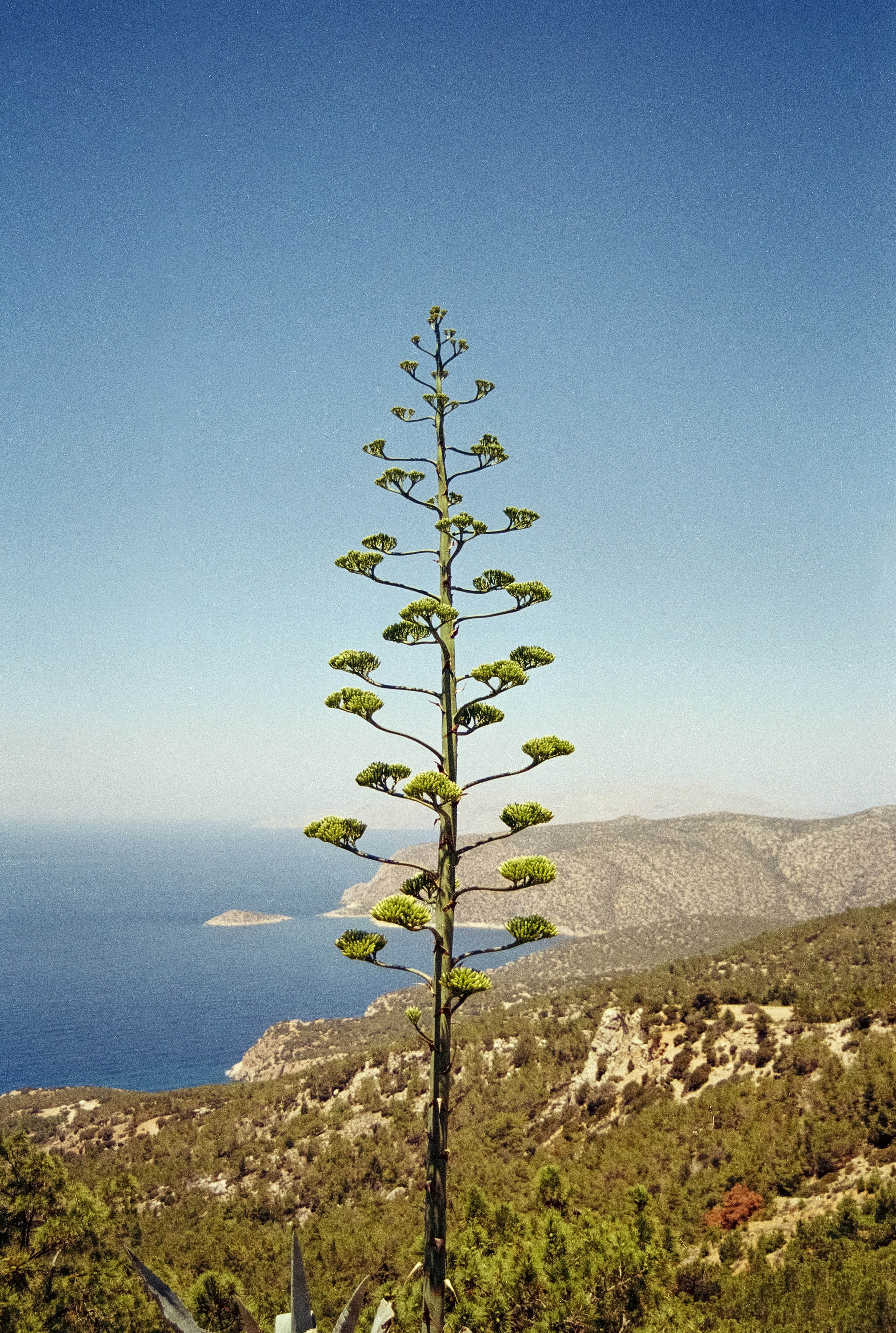 Nikon F90X | Kodak Gold 200 | Nikon 28 - 70 MM 3.5