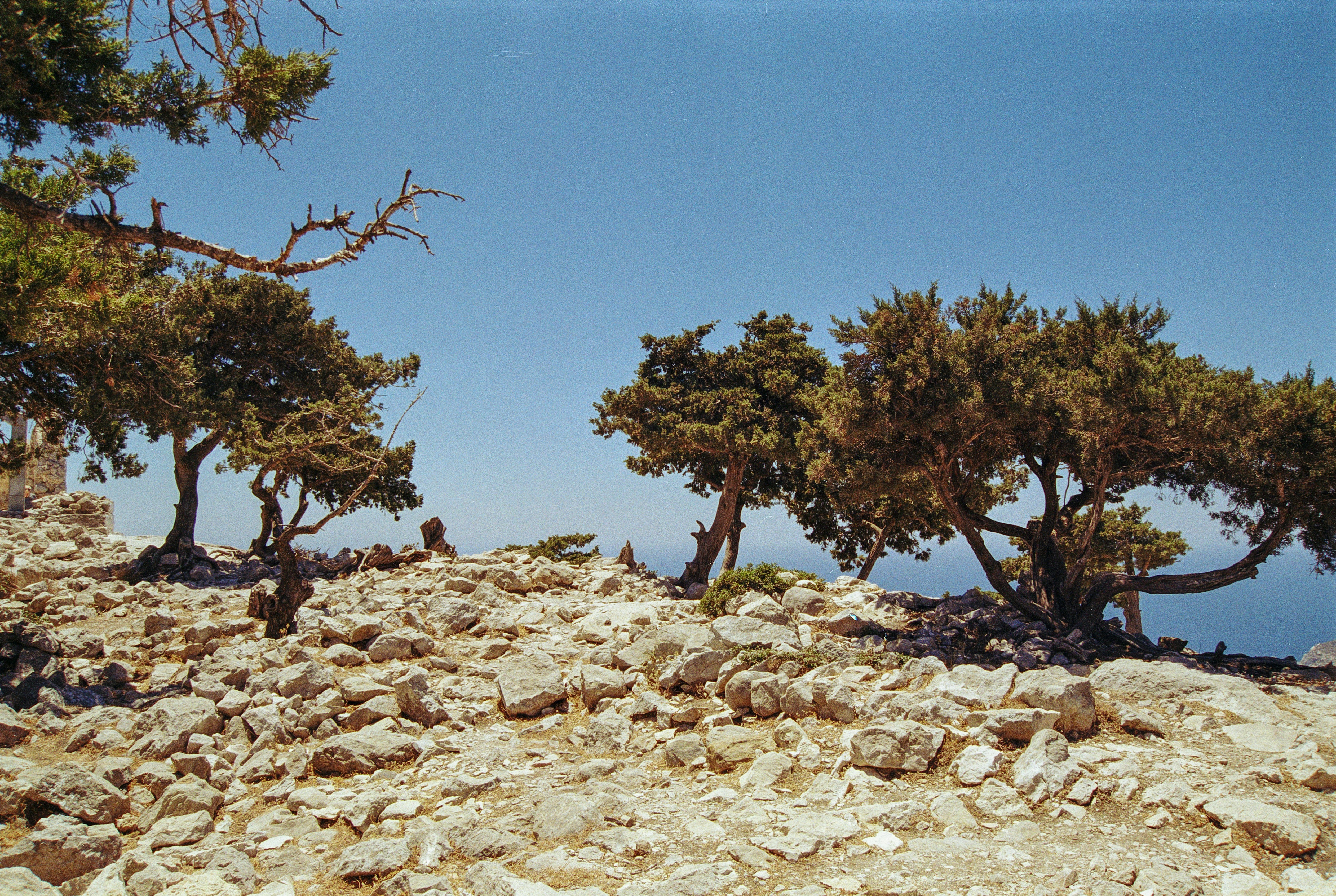 Granite Crest and Wind-Sculpted Pines by the Sea