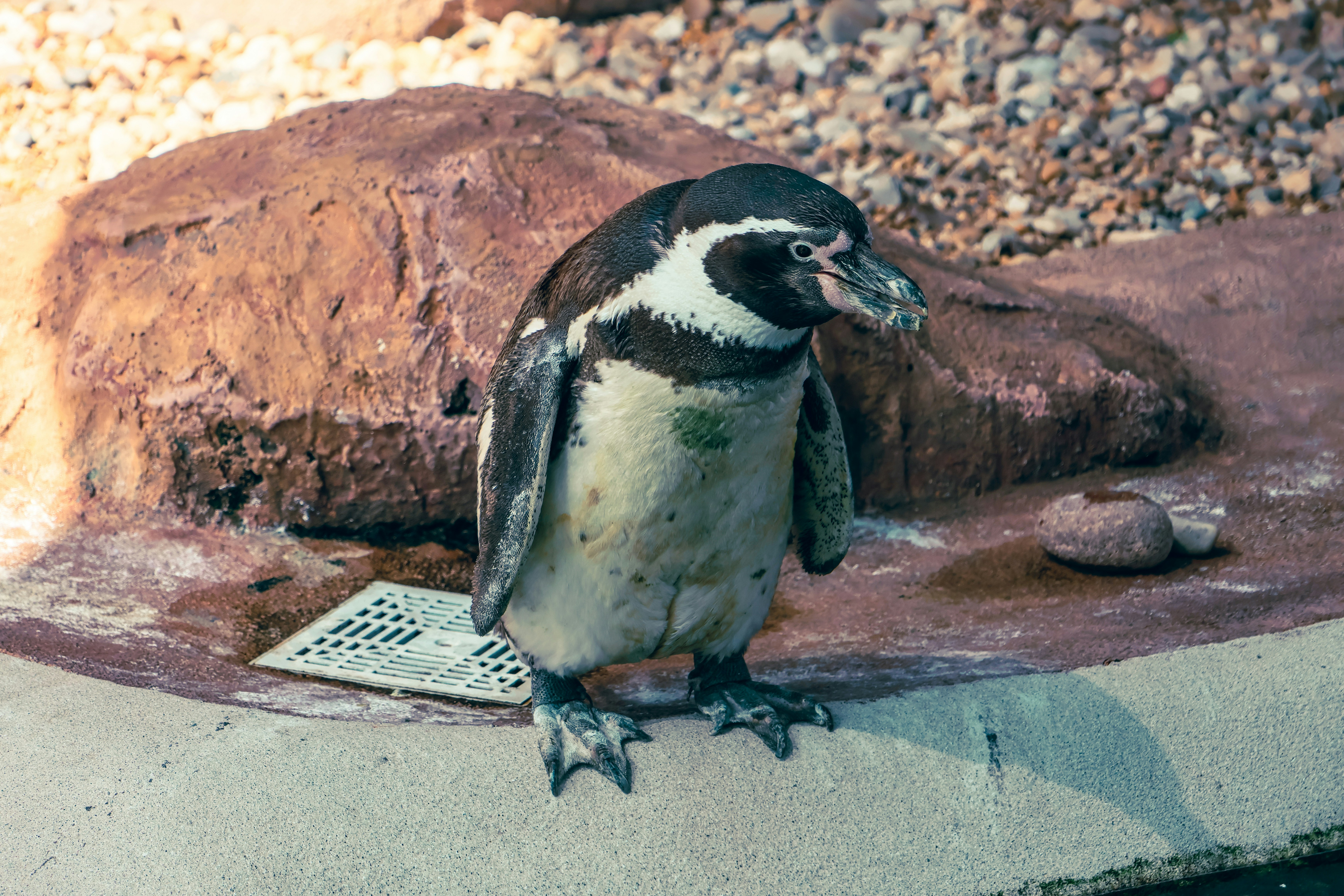 Penguin at the Edge: Pebbles, Sand, and a Curious Glance