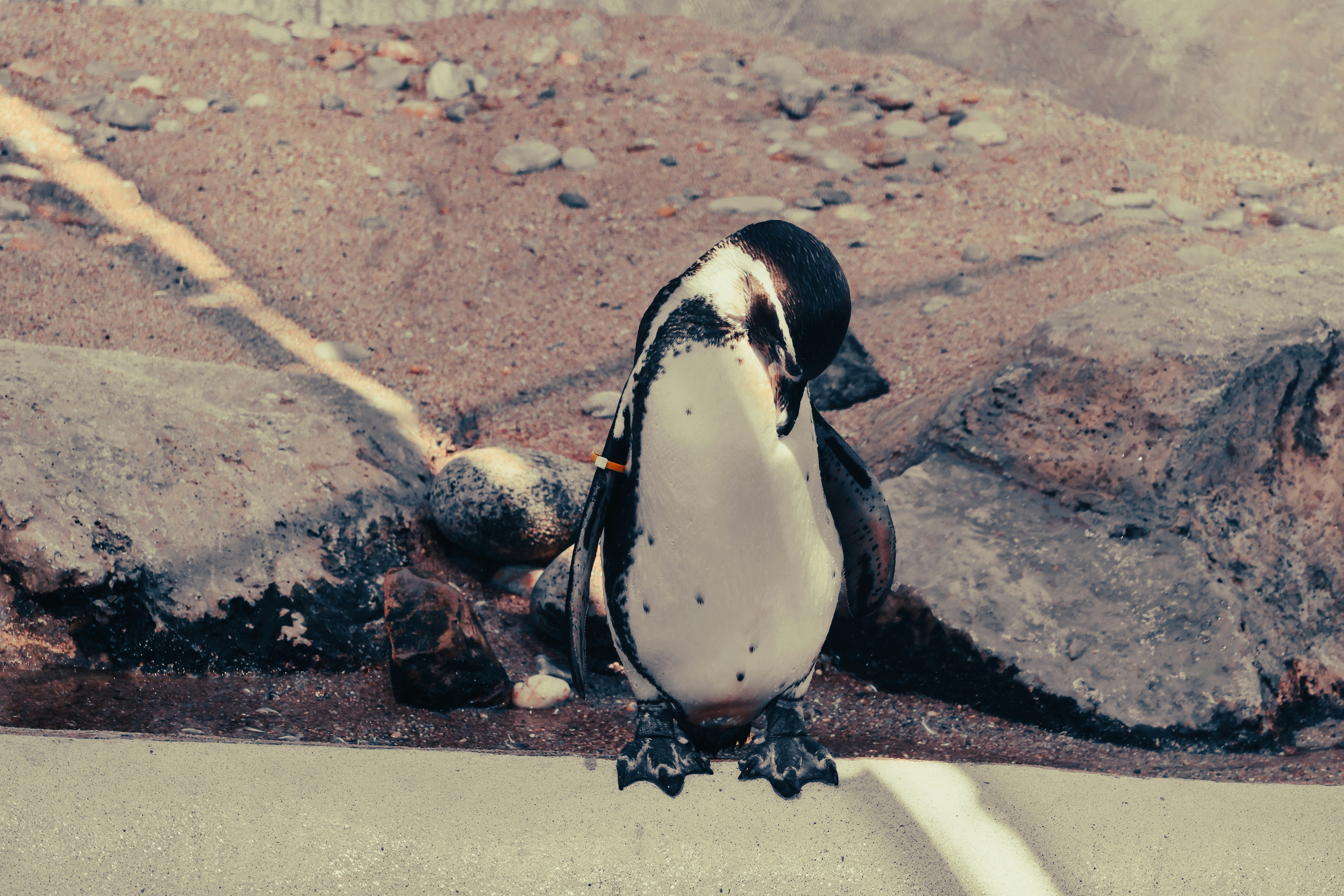 Stony Shore Portrait: A Curious Penguin at the Water's Lip
