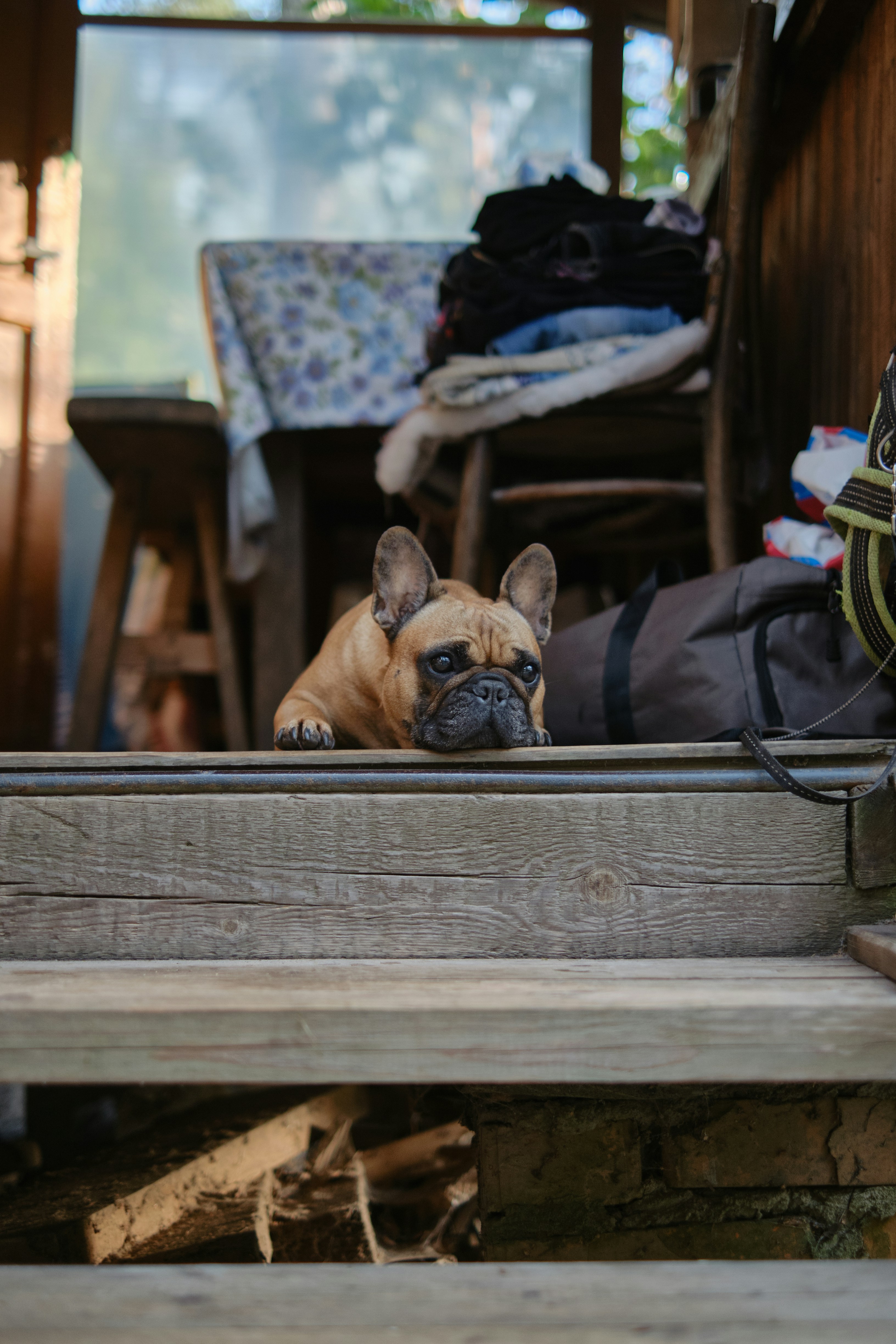 Low Porch Watch: A Bulldog Peeks Over Weathered Wood