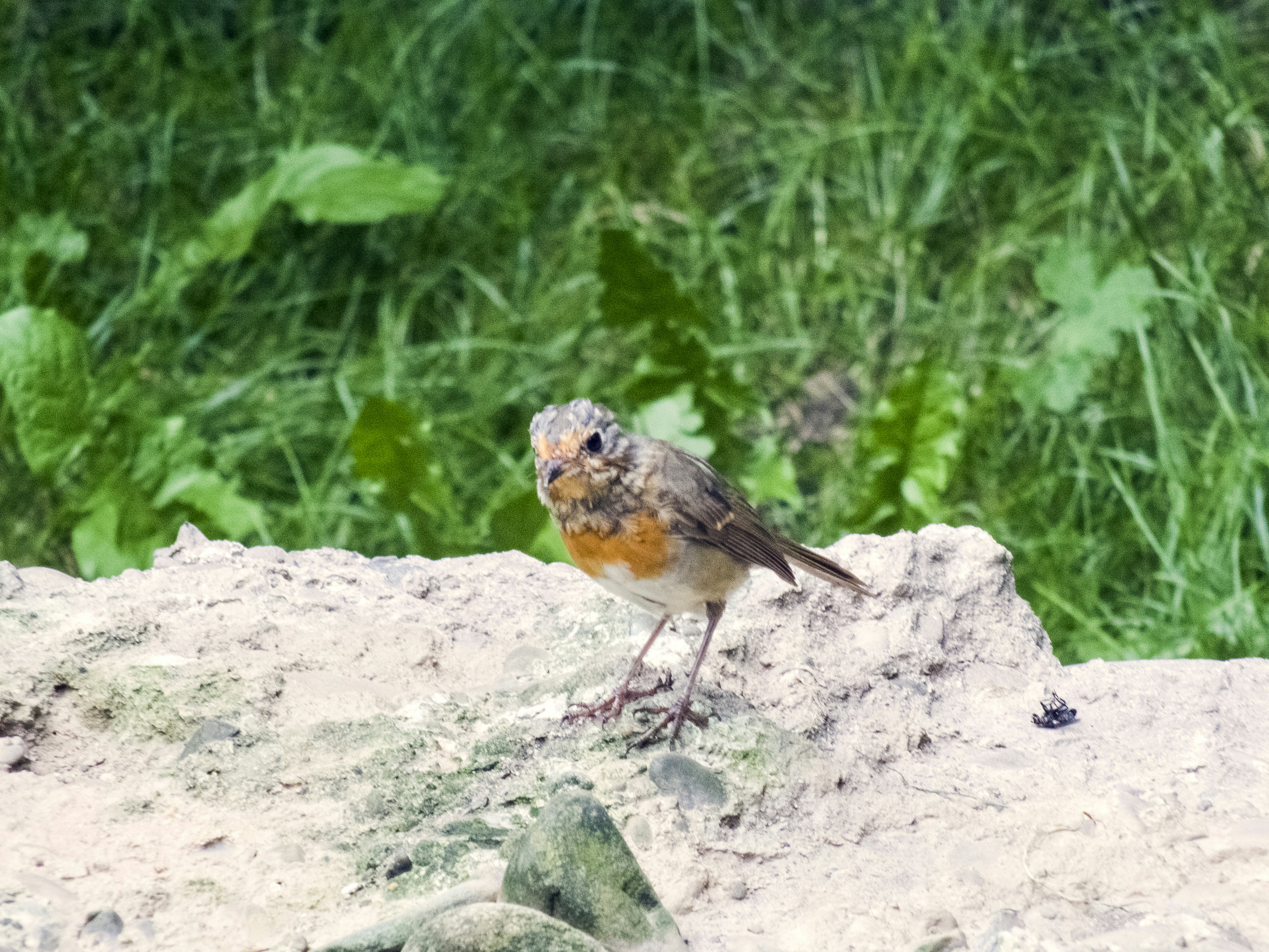 Small robin perched on a light-colored rock with lush green foliage in the background.