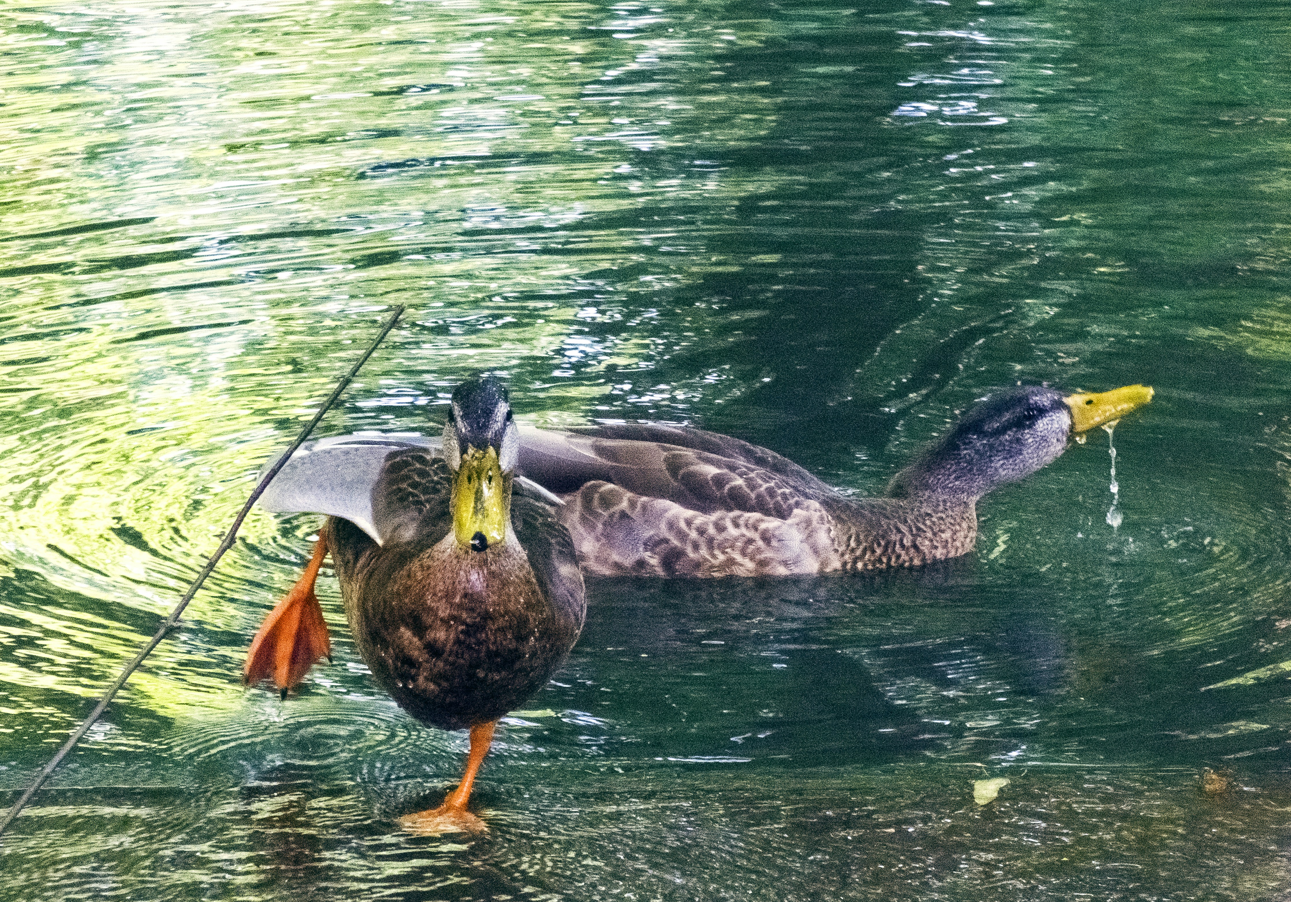 Two mallards glide along a sunlit pond edge, with the foreground bird lifting a leg as the other swims nearby. The scene emphasizes rippling water and detailed plumage.