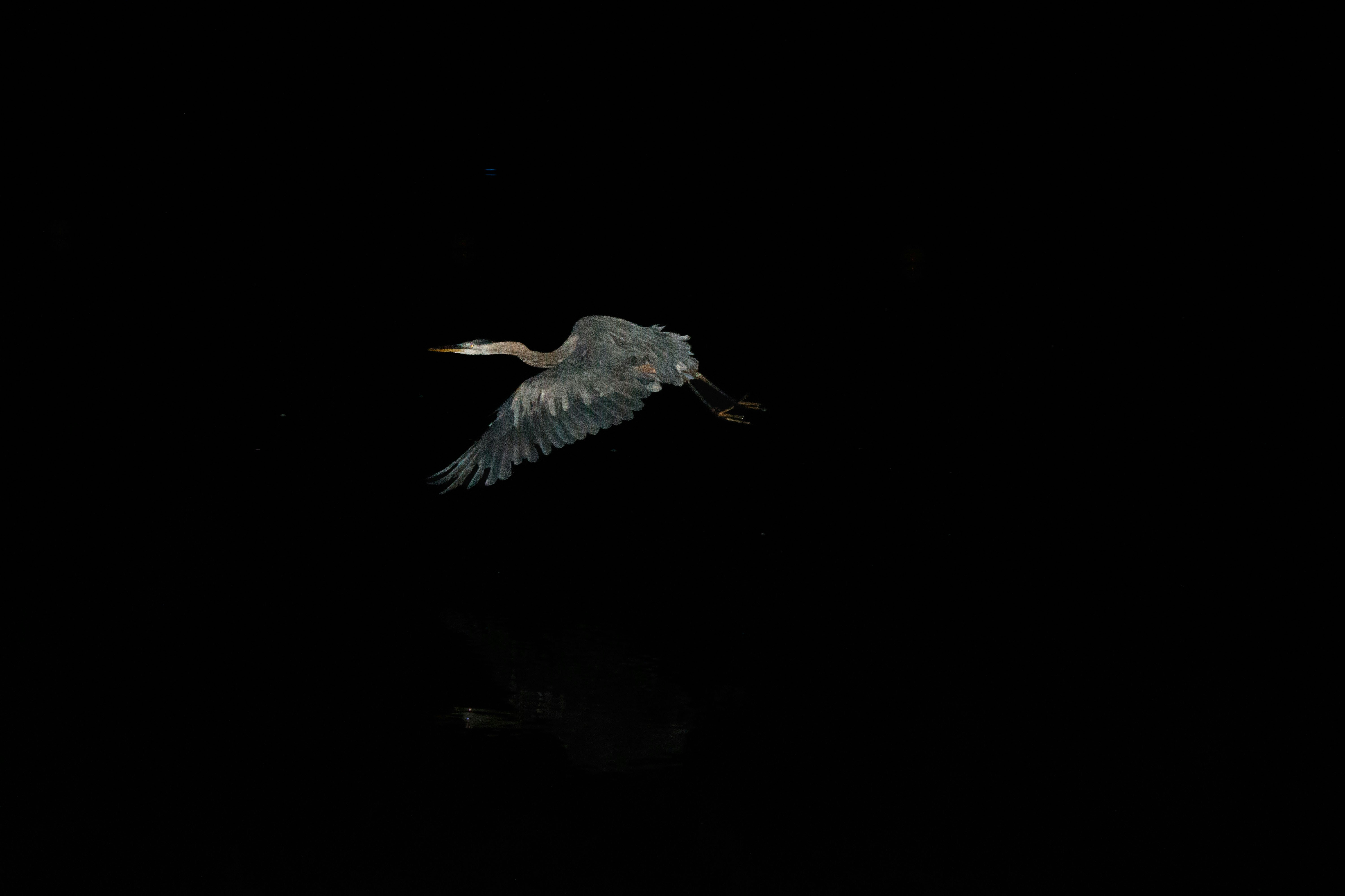 A bird flying in the dark with its wings spread photo – Free Animal ...