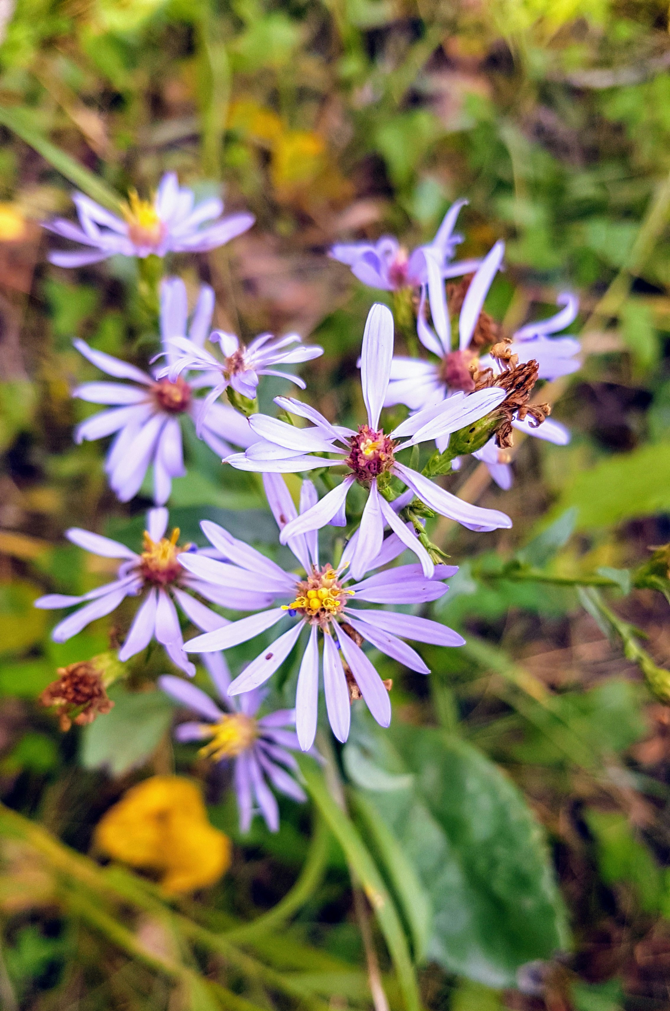 Lilac Quiet: Close-Up of Dainty Purple Daisies in Soft Focus