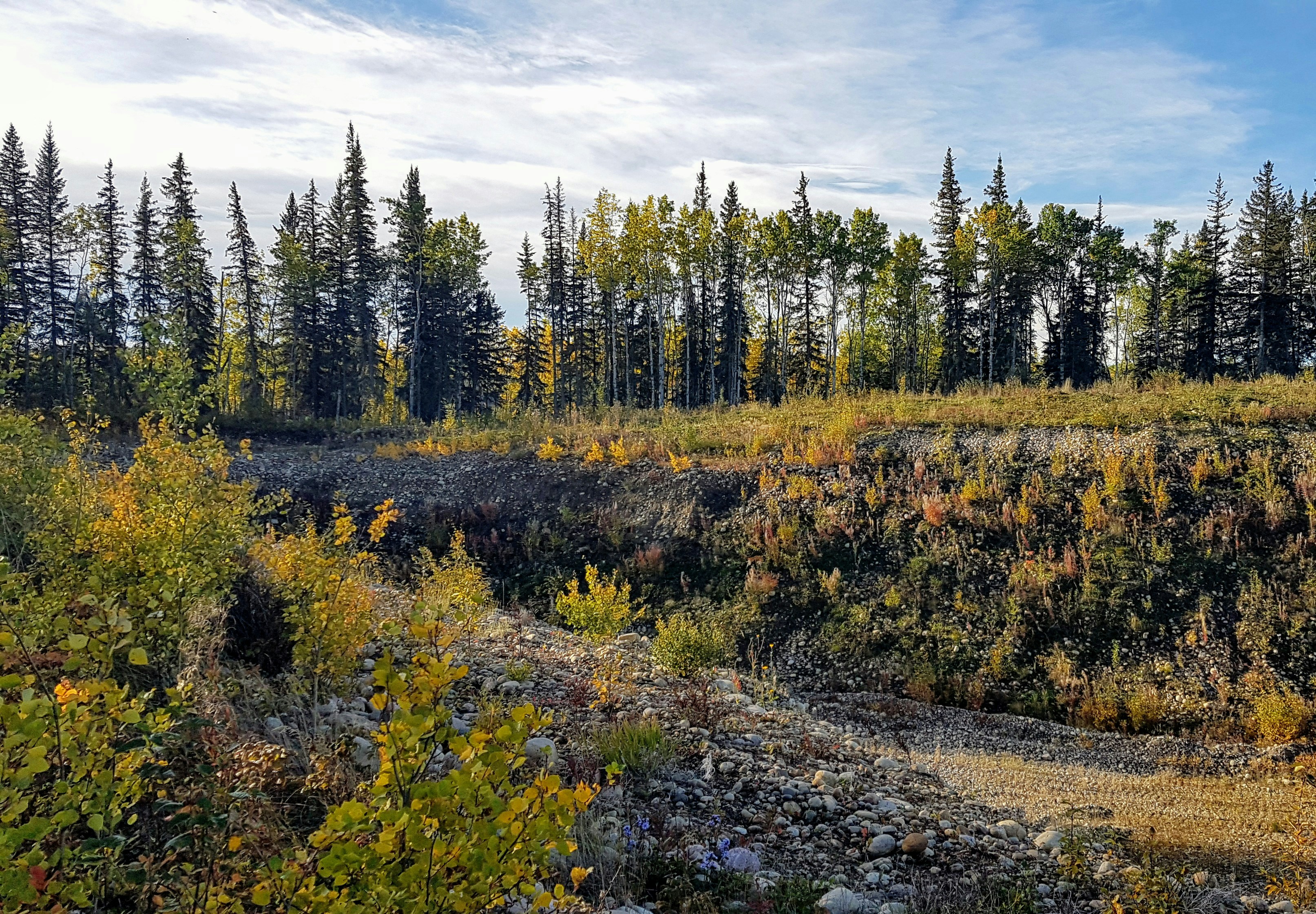A dirt road surrounded by trees and bushes