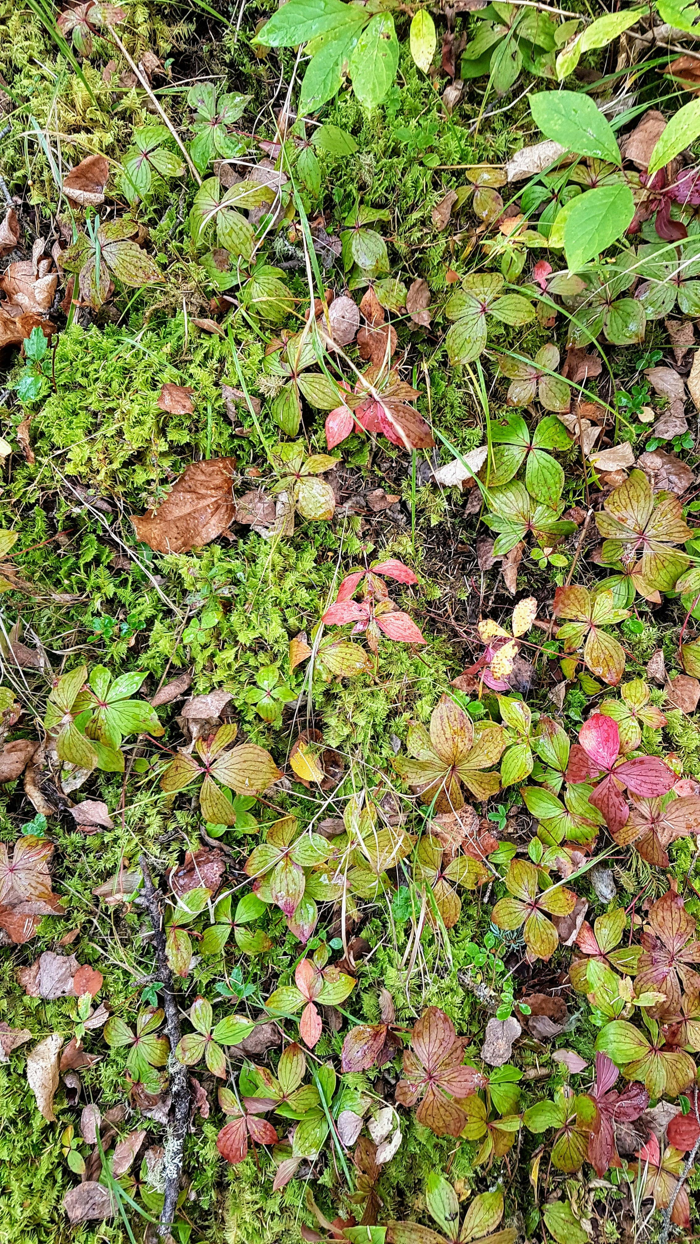 A patch of grass with small plants growing on it photo – Free Plants ...