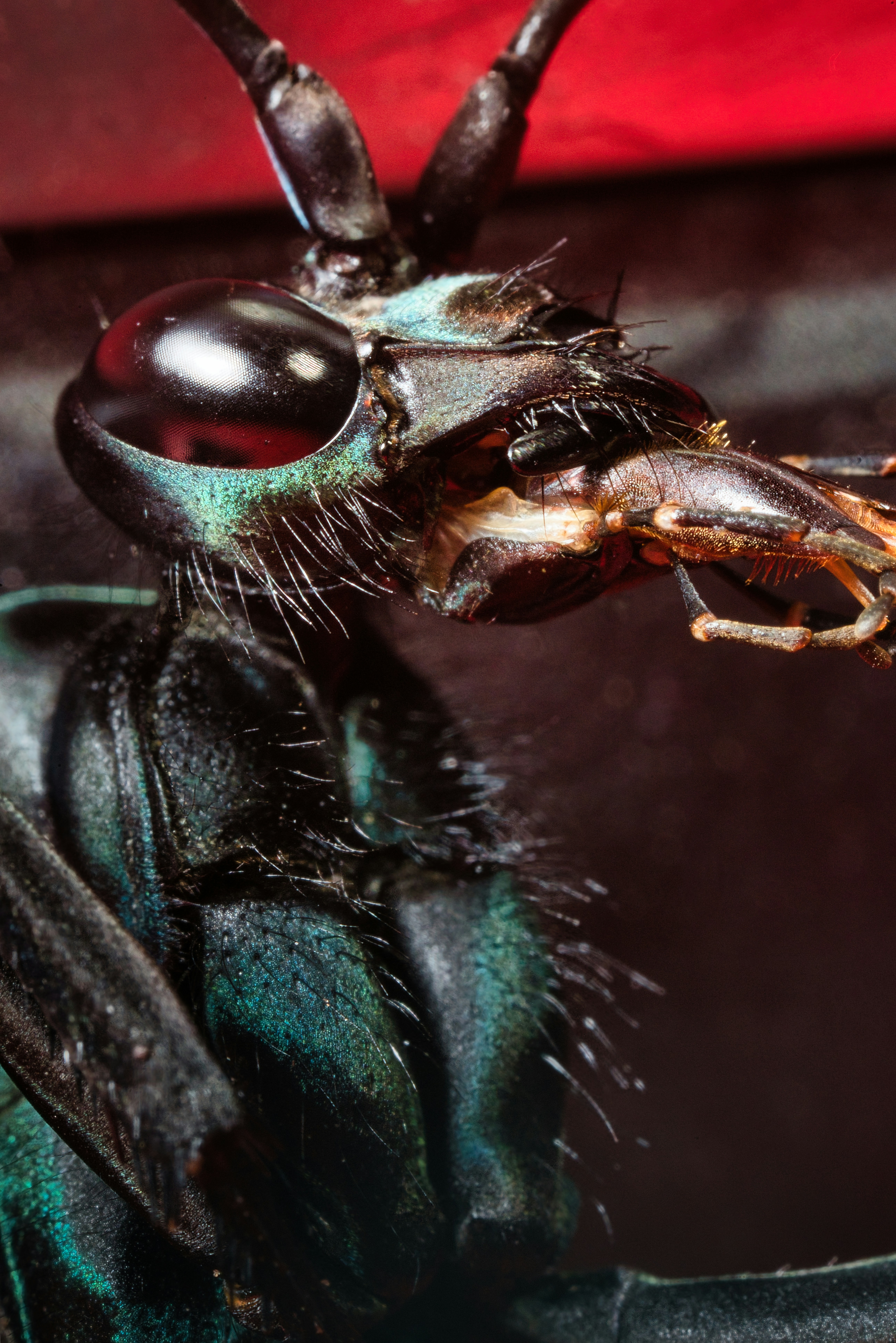 Iridescent Sting: A Macro Portrait of a Harvesterfly’s Eye