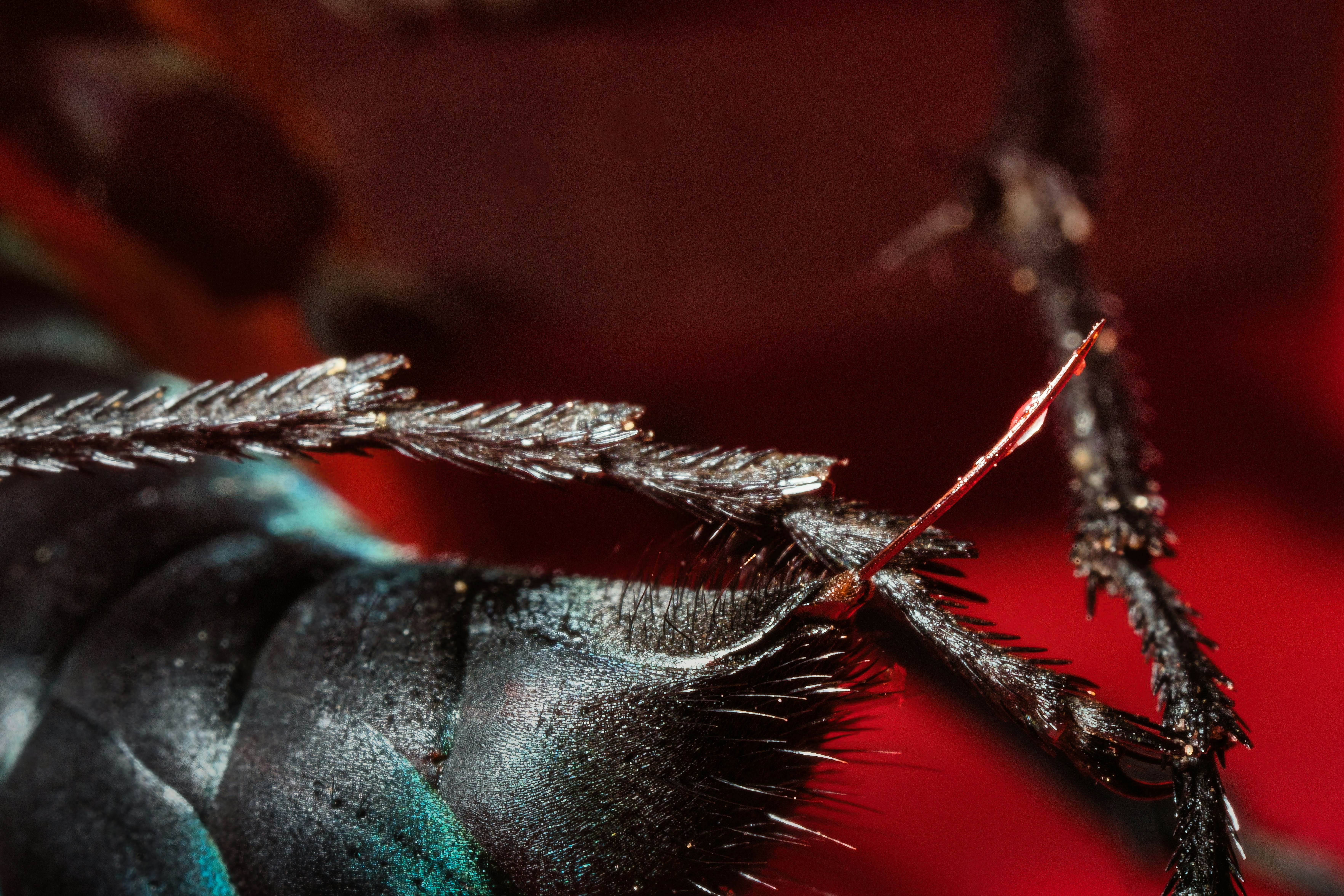 Crimson Backlight Reveals Iridescent Exoskeleton in Macro
