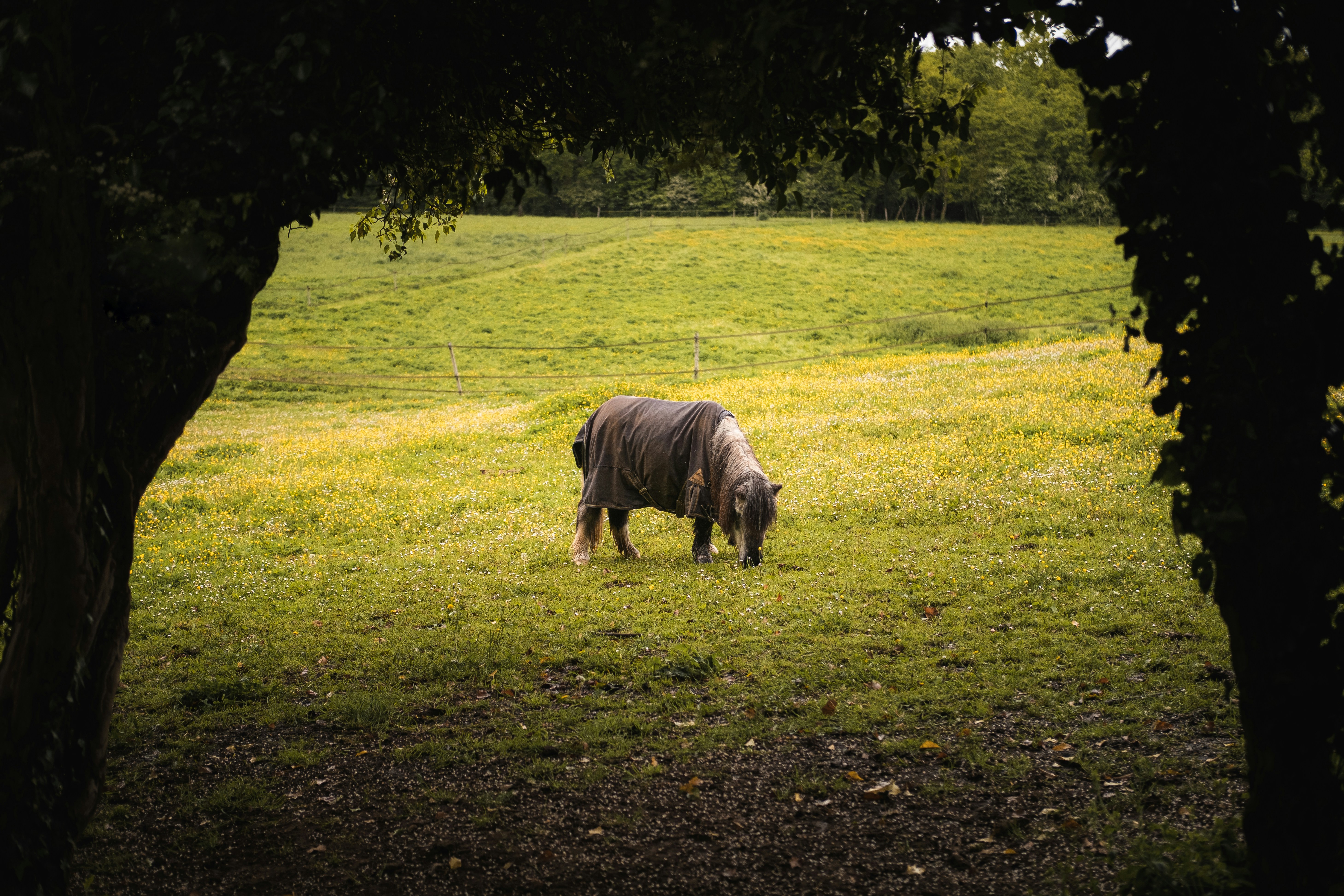A hippopotamus grazing in a grassy field photo – Free Pony Image on ...