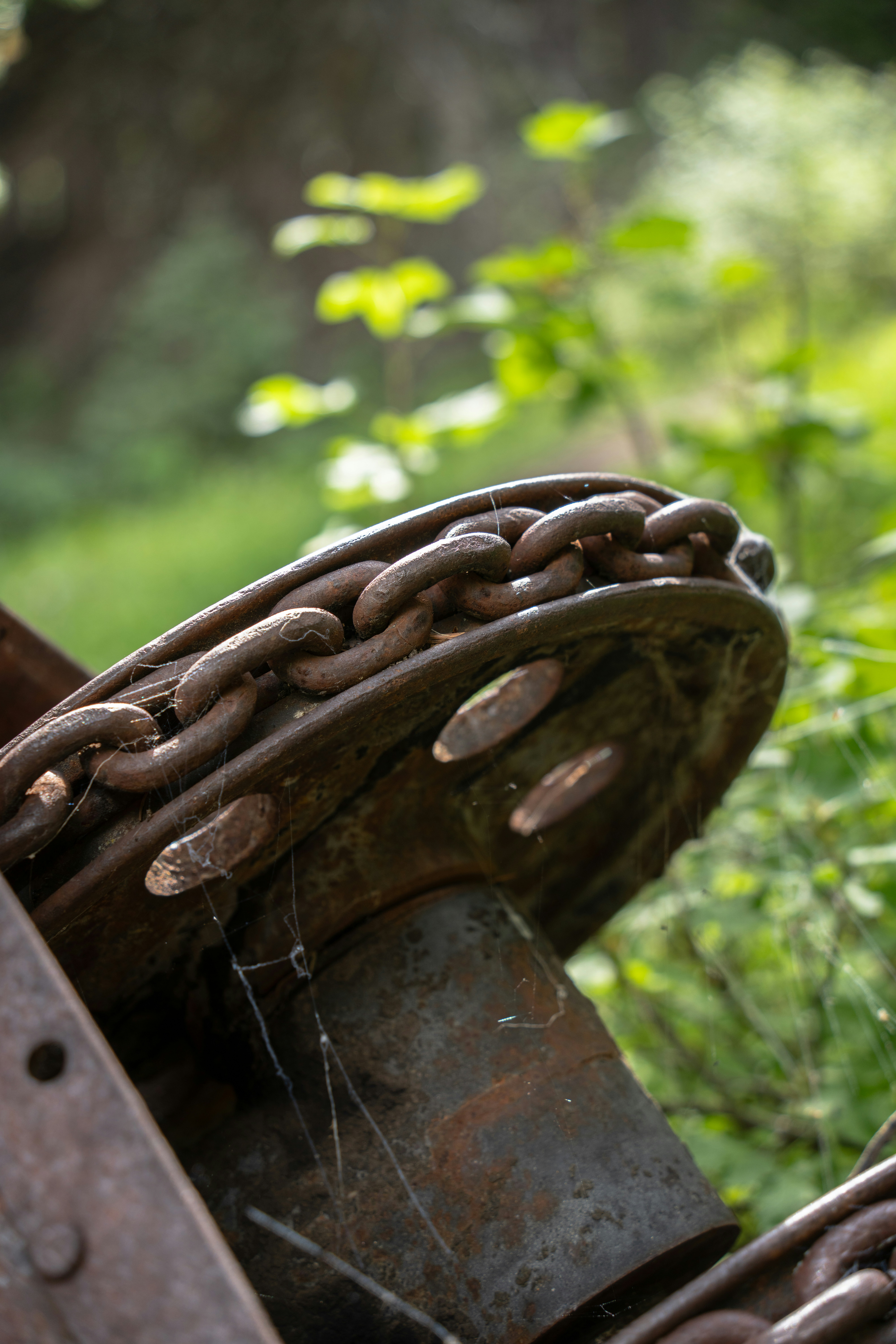 Weathered Chain Curl Amid Spring Greenery