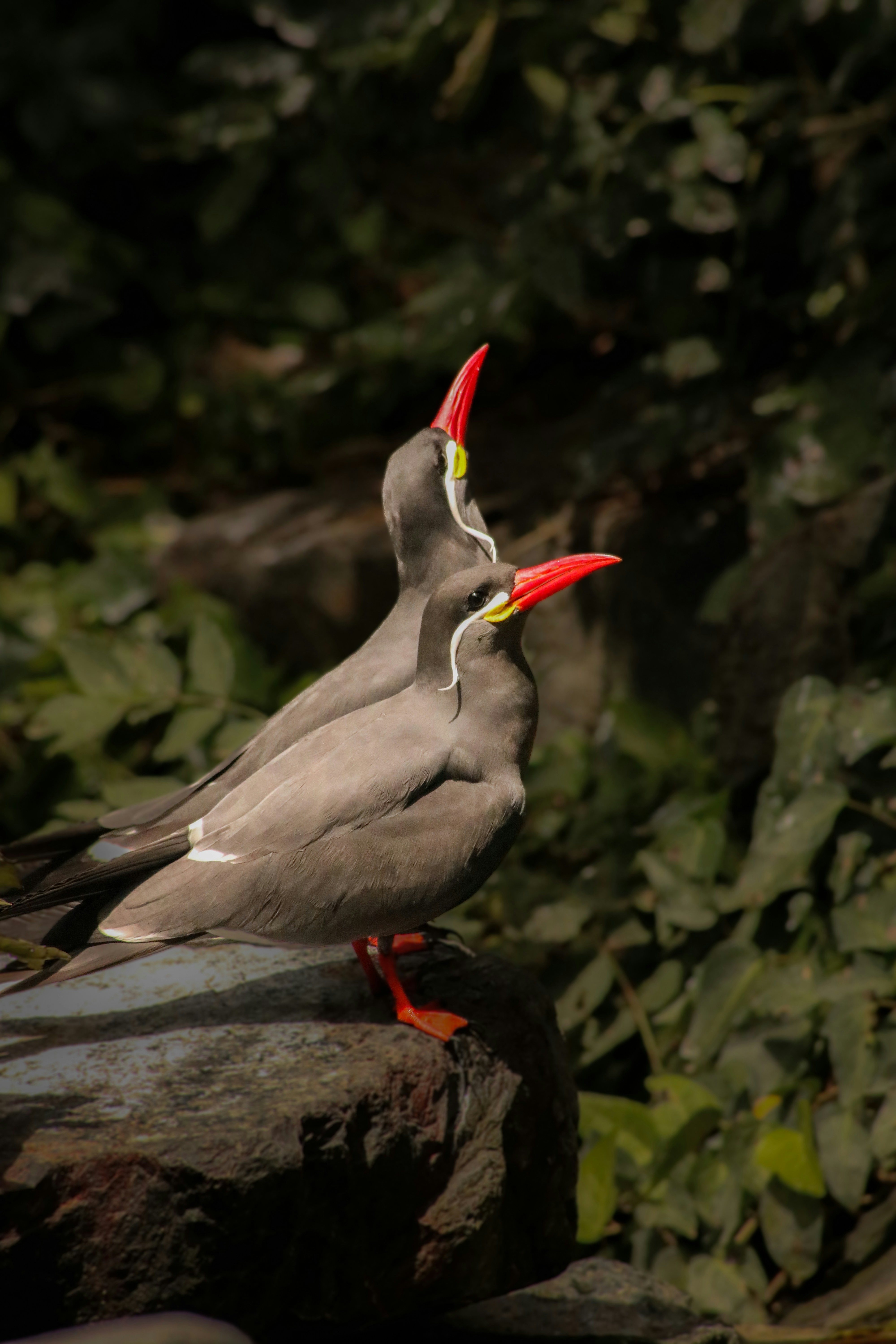 Harmony in Nature: The Call of the Inca Terns