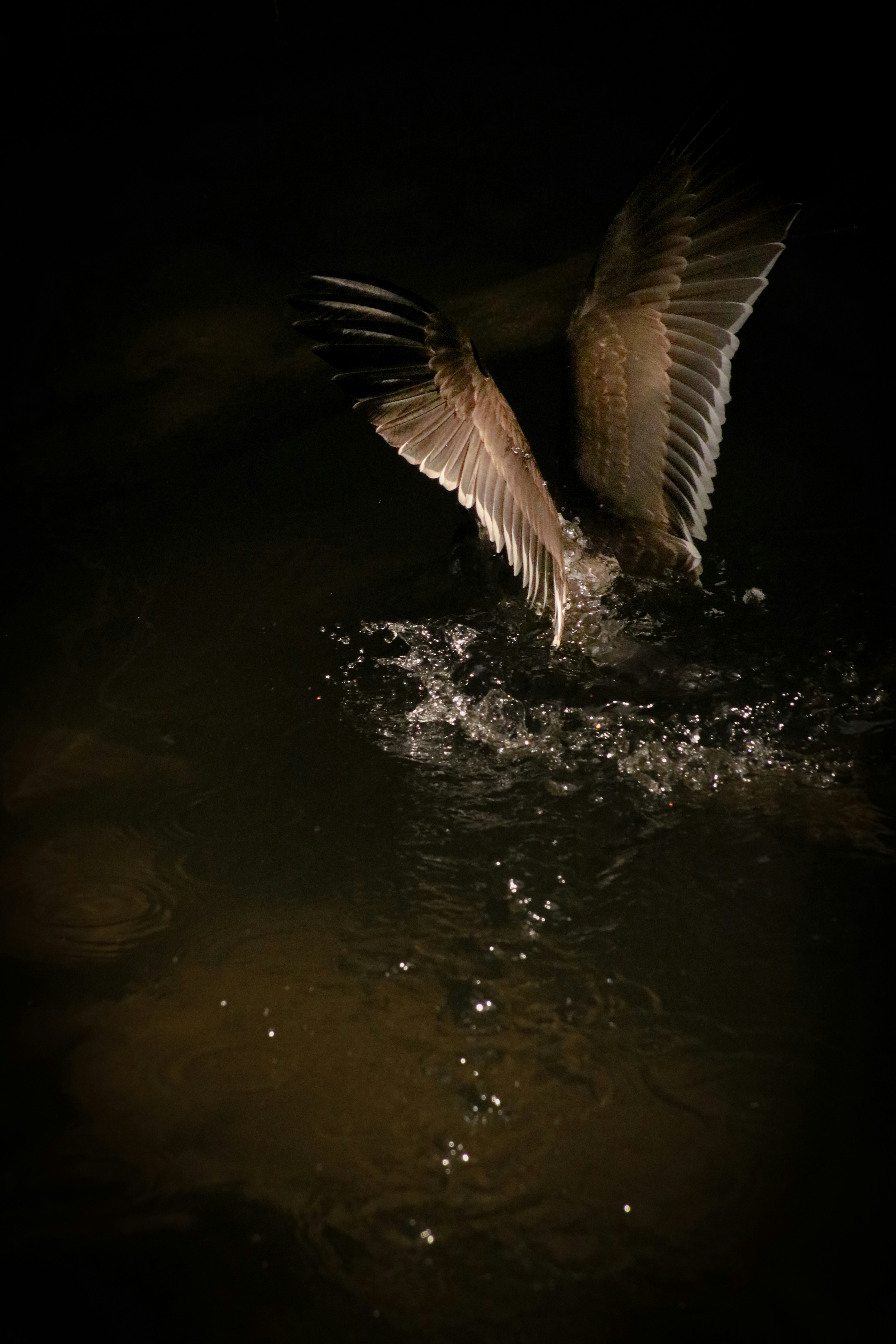 Nocturnal Wingbeat Over Dark Water