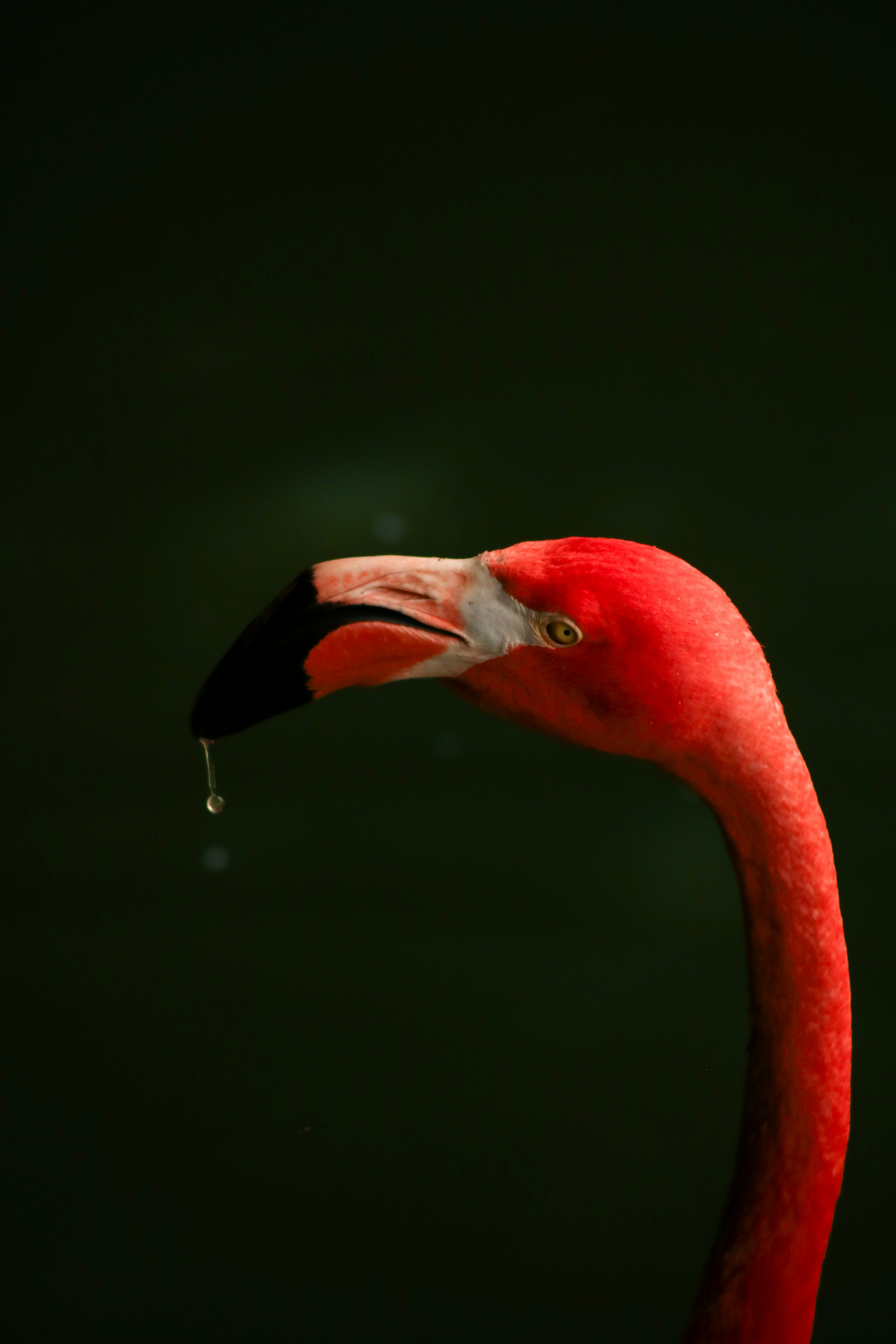 Crimson Gaze: Flamingo Portrait Against Velvet Darkness
