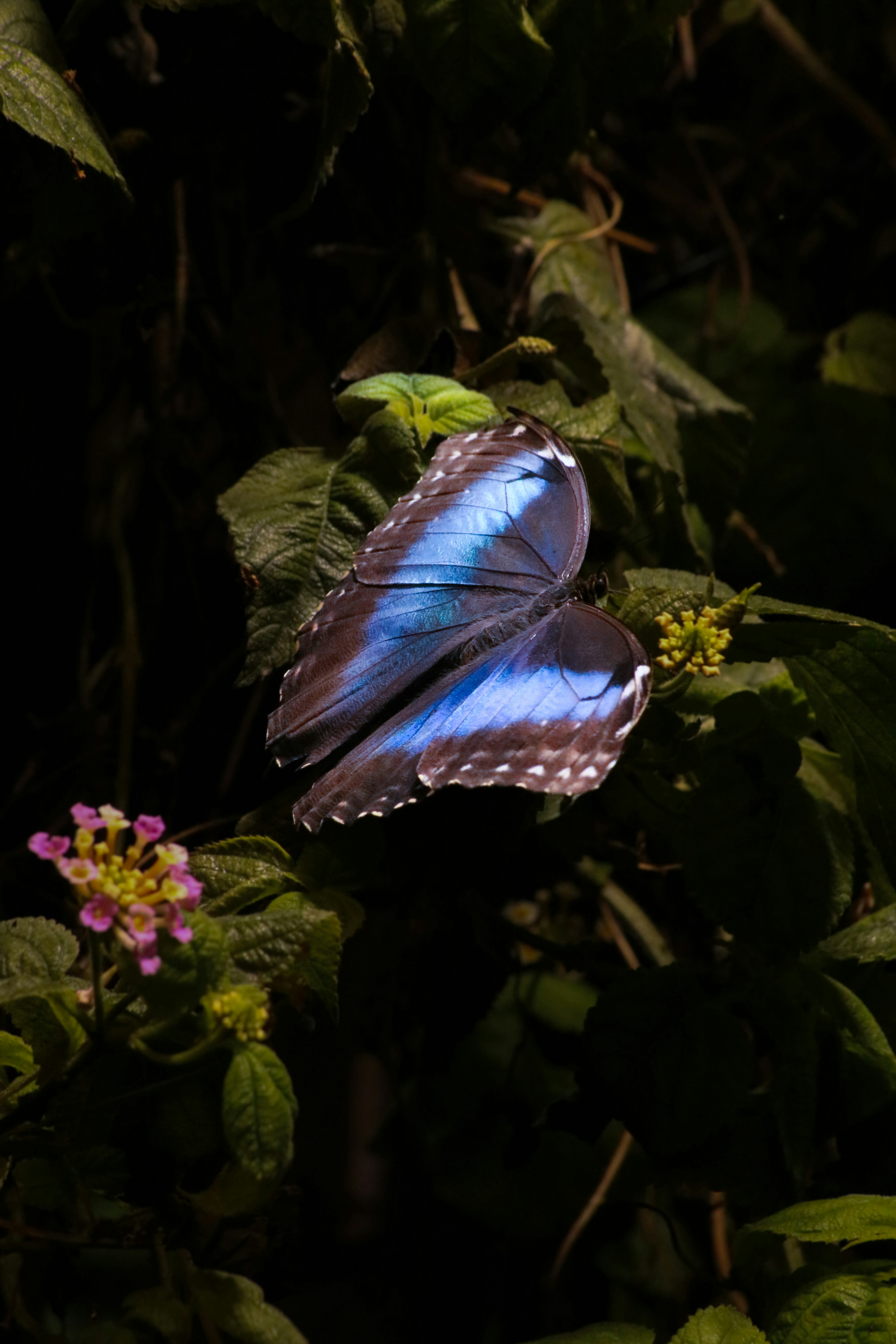 Azure Morphos at Dusk: cobalt butterfly perches among shadowed garden foliage