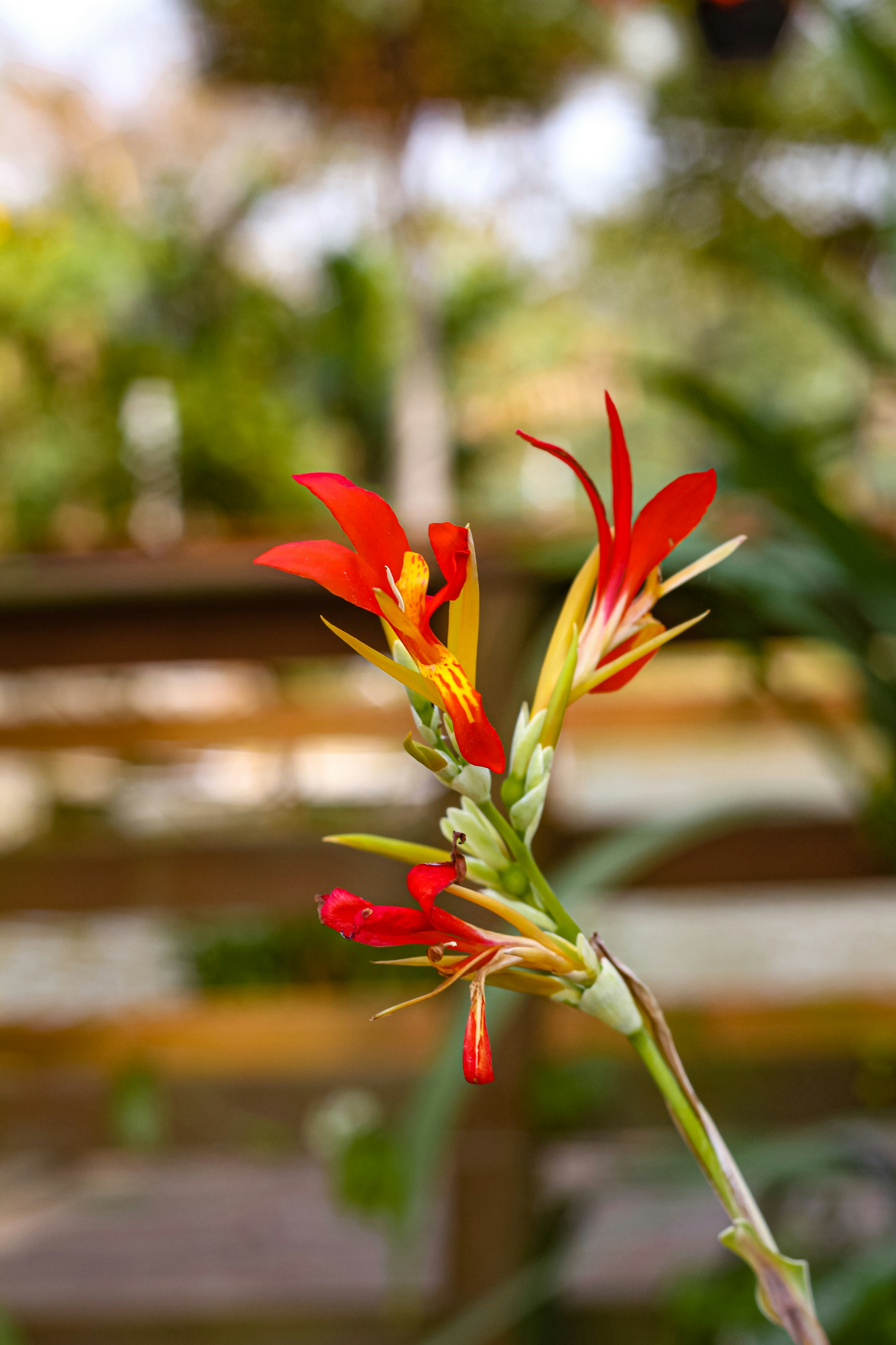 Crimson Fireflower Cutting Through Velvet Garden Bokeh