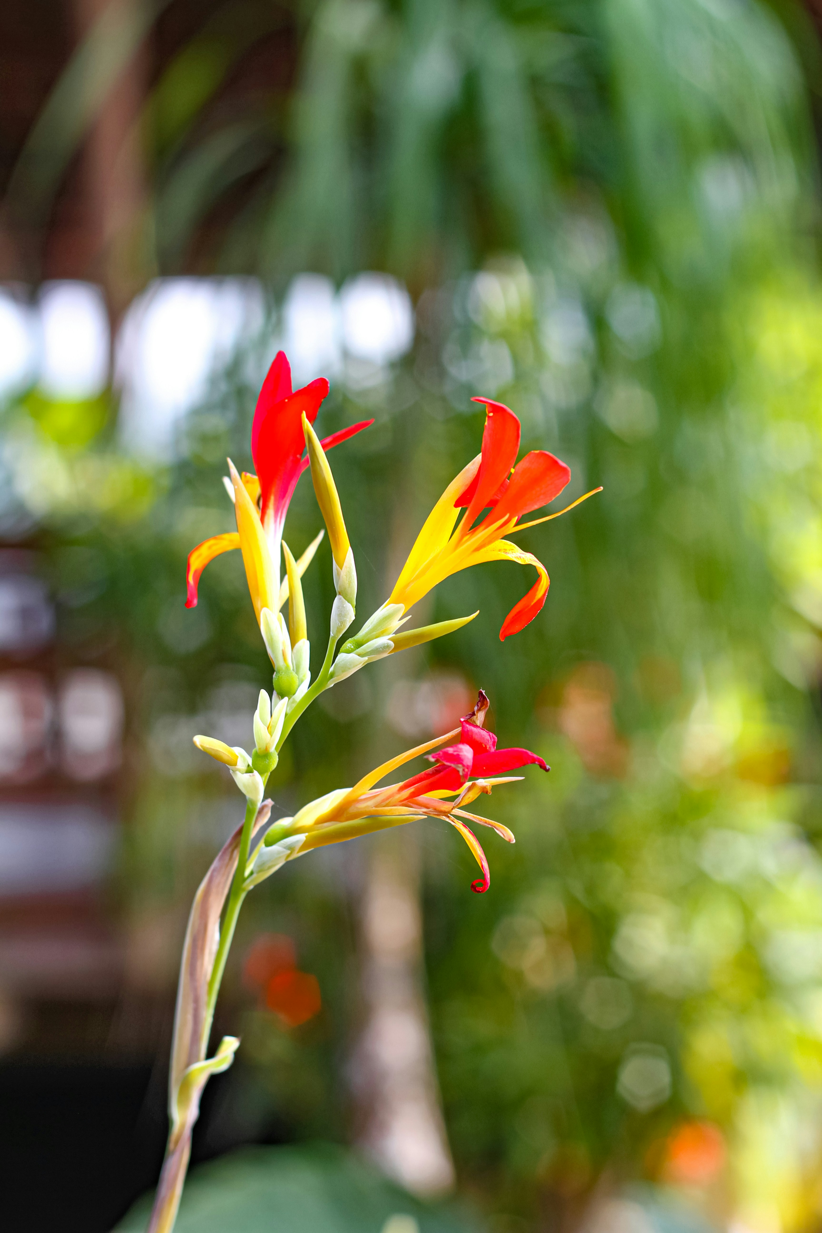 Crimson-amber canna bloom reaching through sunlit garden blur