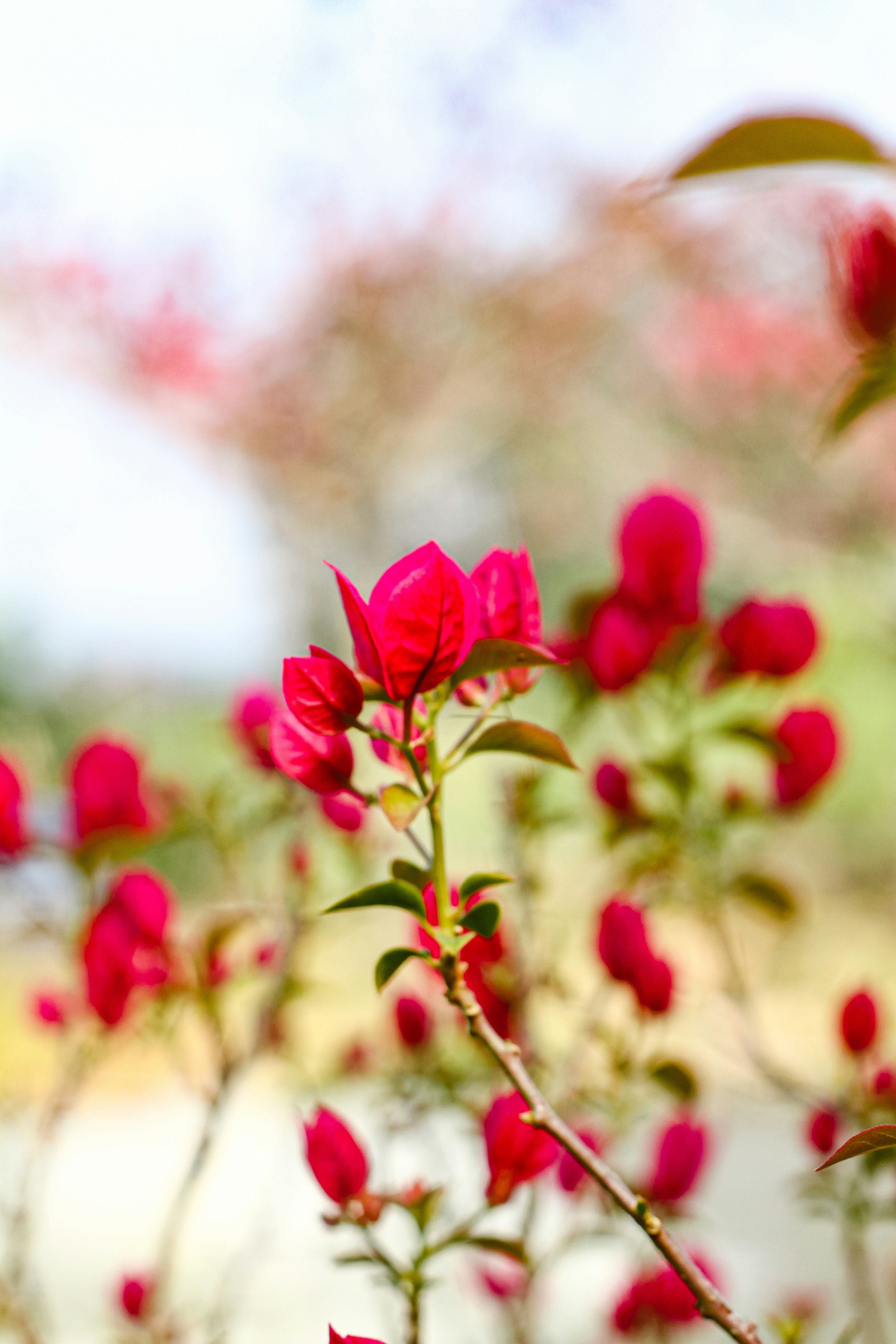 A bunch of red flowers that are on a tree