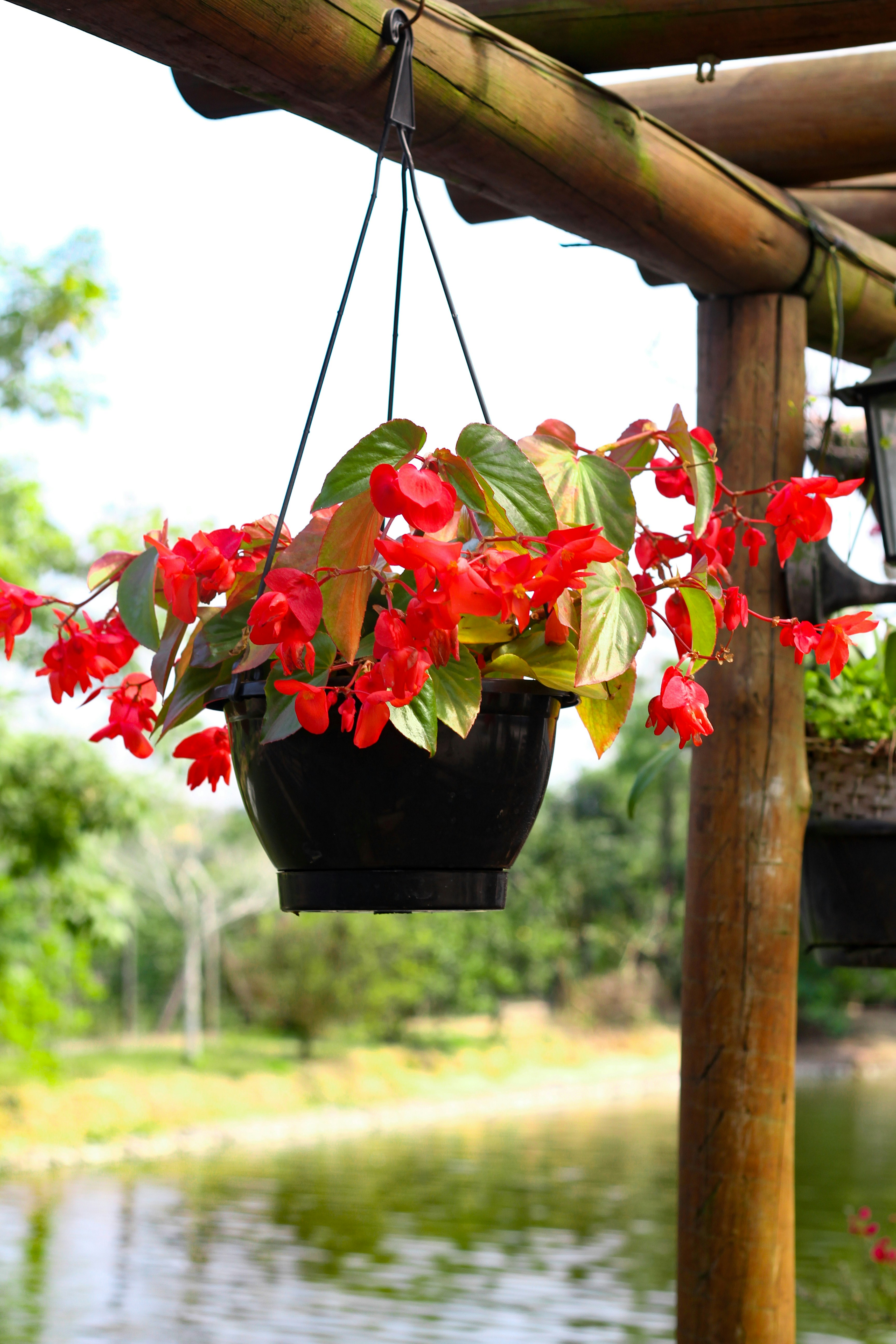 A couple of hanging baskets filled with red flowers