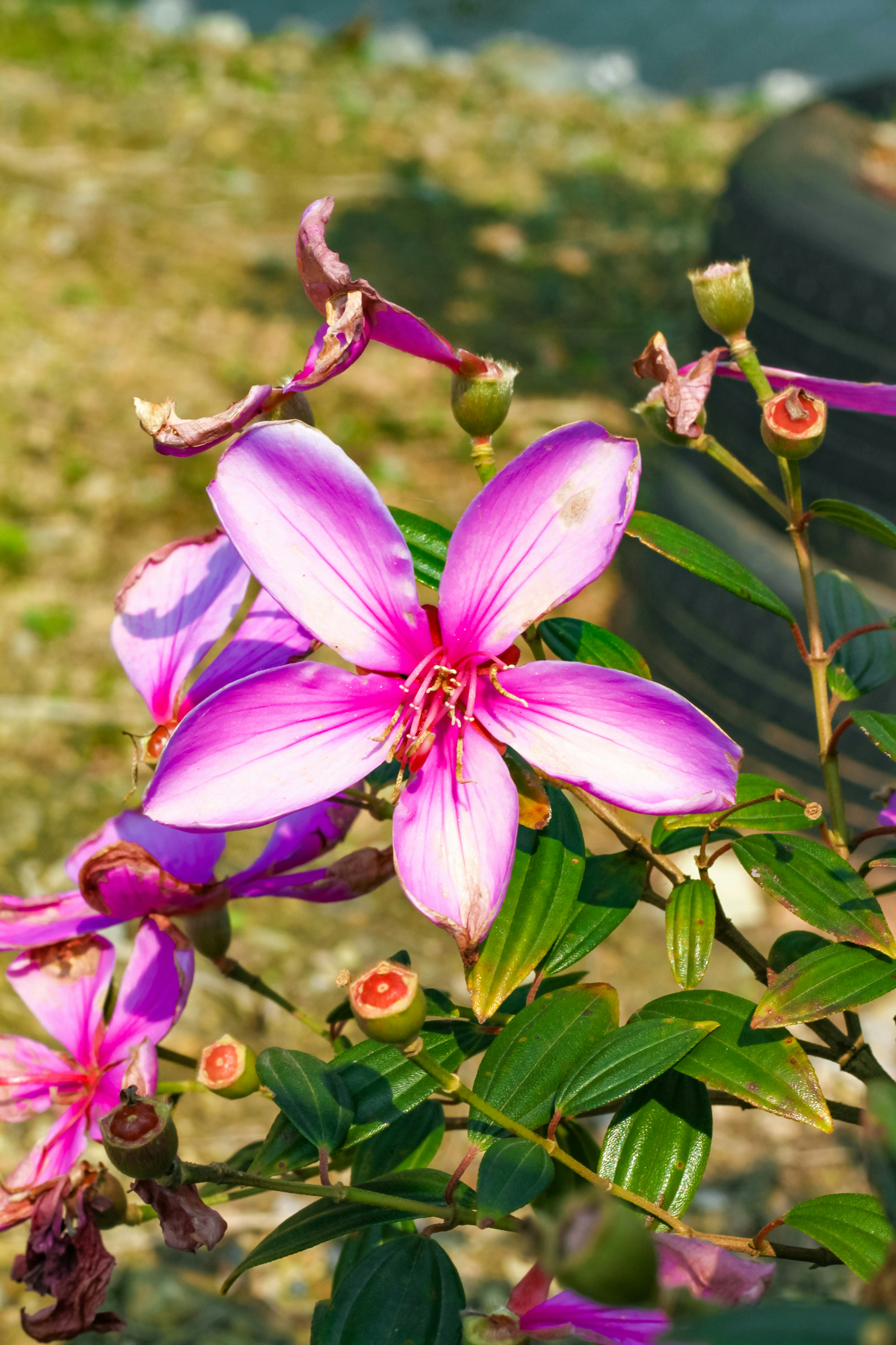 Petals in Focus: A Magenta Clematis Dominating a Sunlit Garden