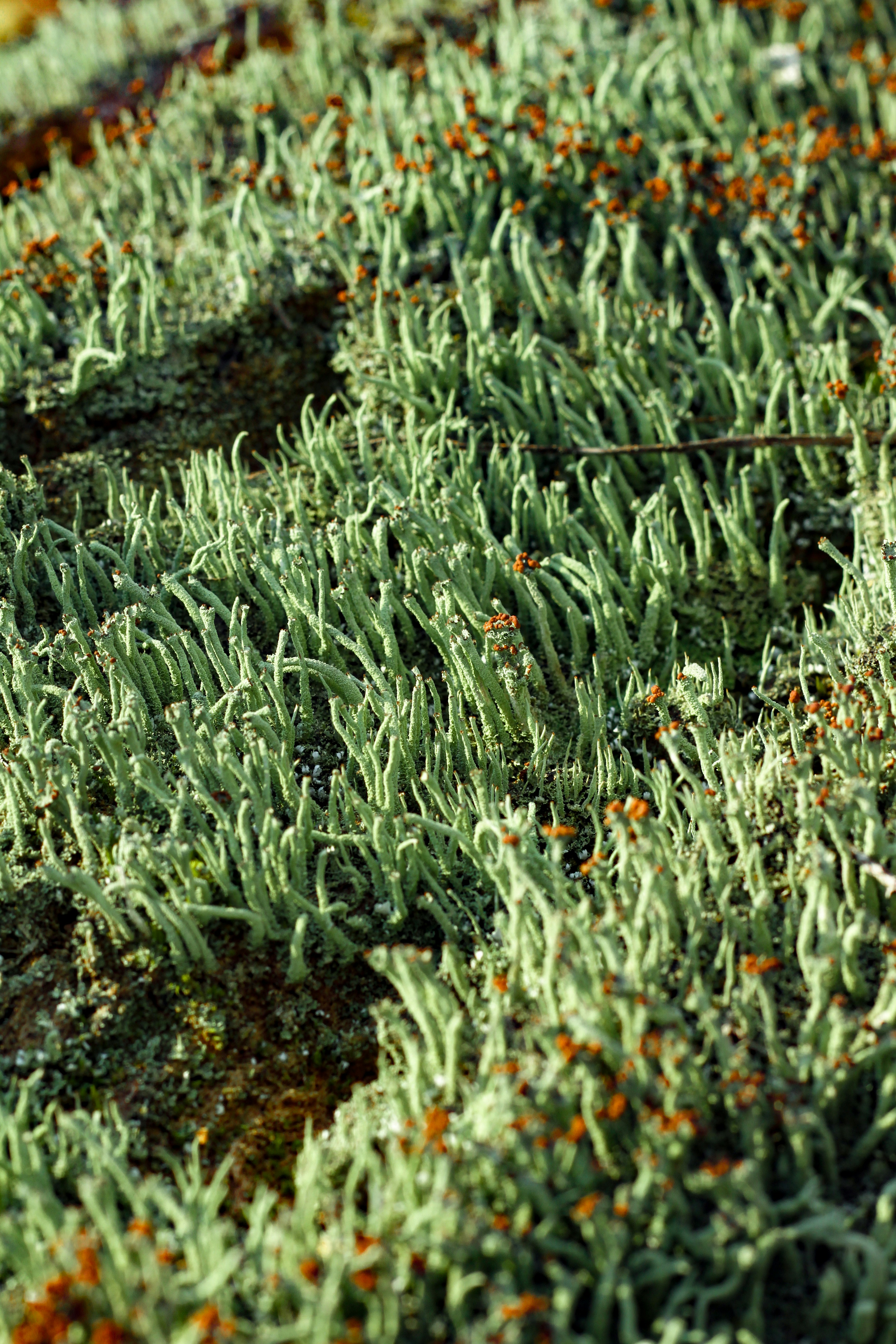 Sunlit Sedum Mosaic: Orange Sparks Across a Green Alpine Carpet
