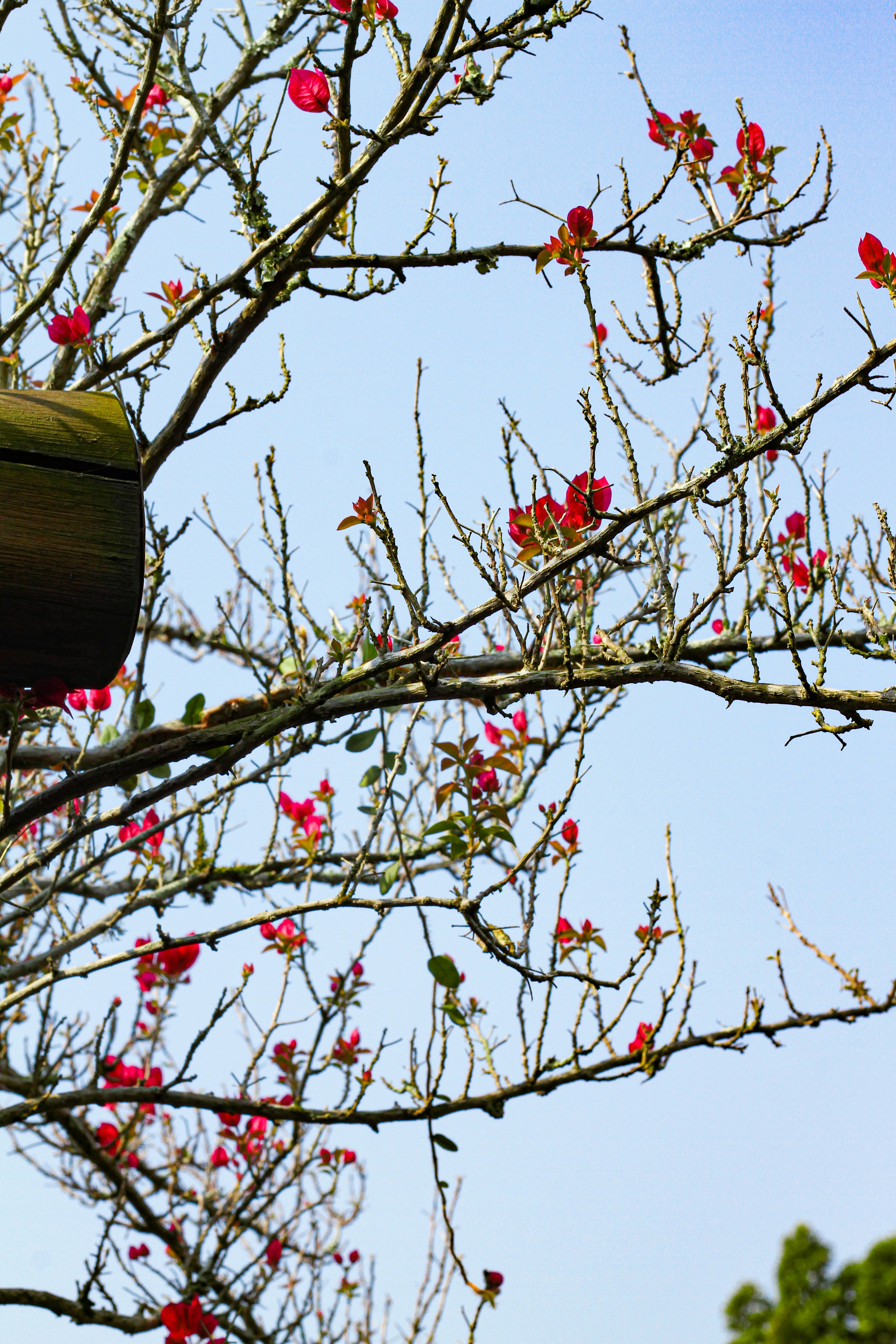 Crimson Threads Across a Bare-Branch Canvas