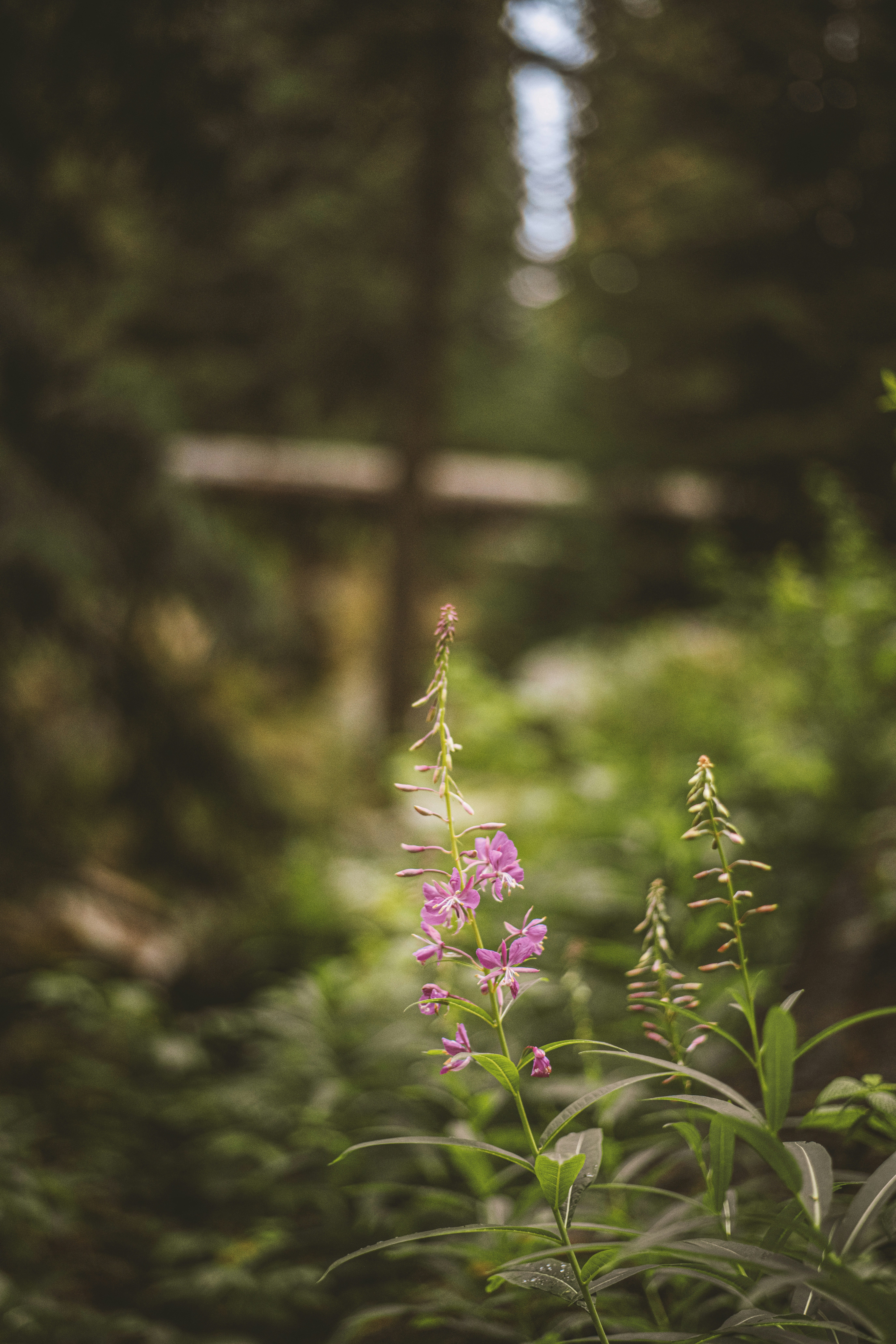 Pink Wildflower in a Quiet Forest Clearing