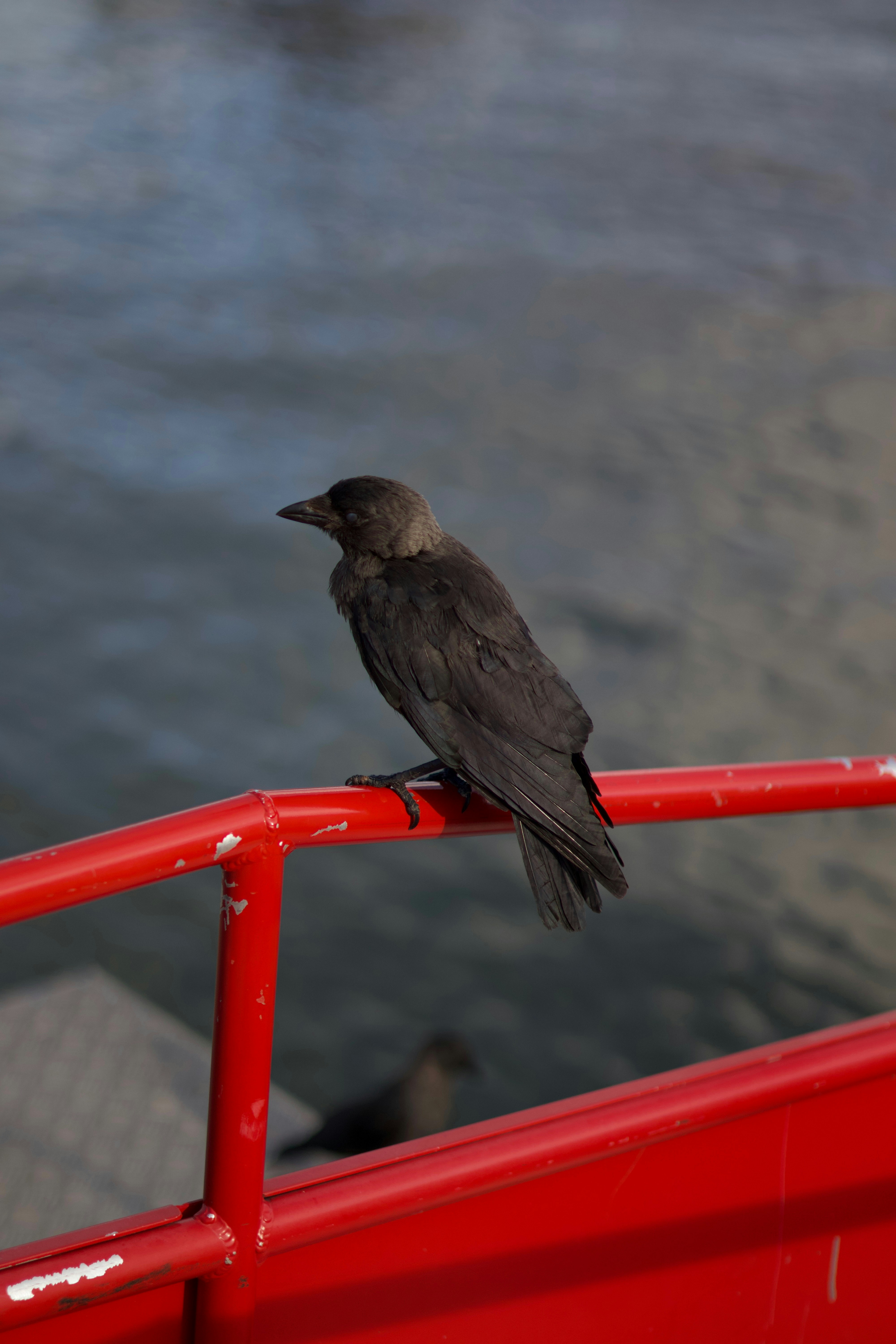Red-Railed Sentinel: A Crow Perched Over Riverlight