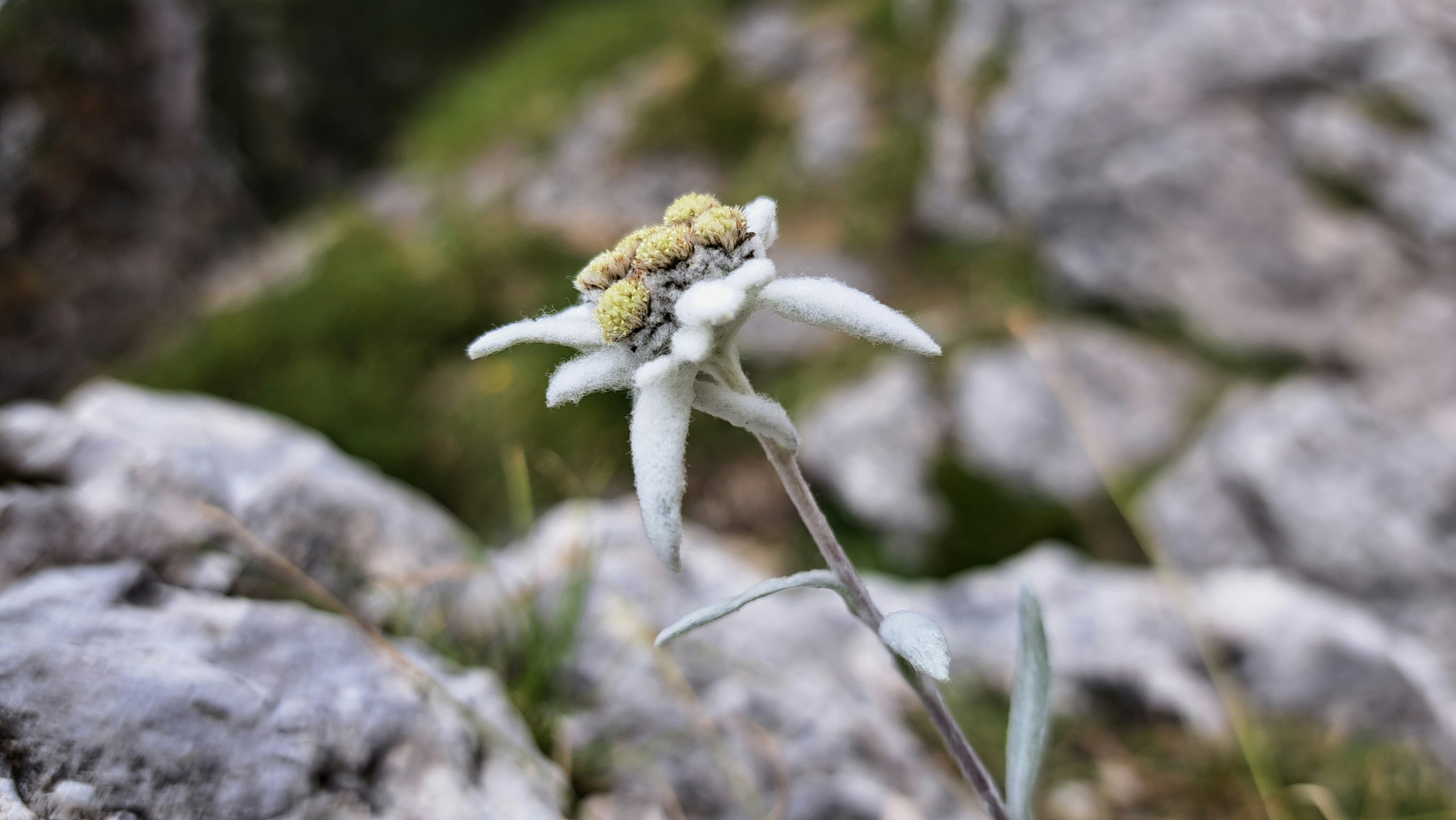 Frost-kissed Edelweiss on a Crag