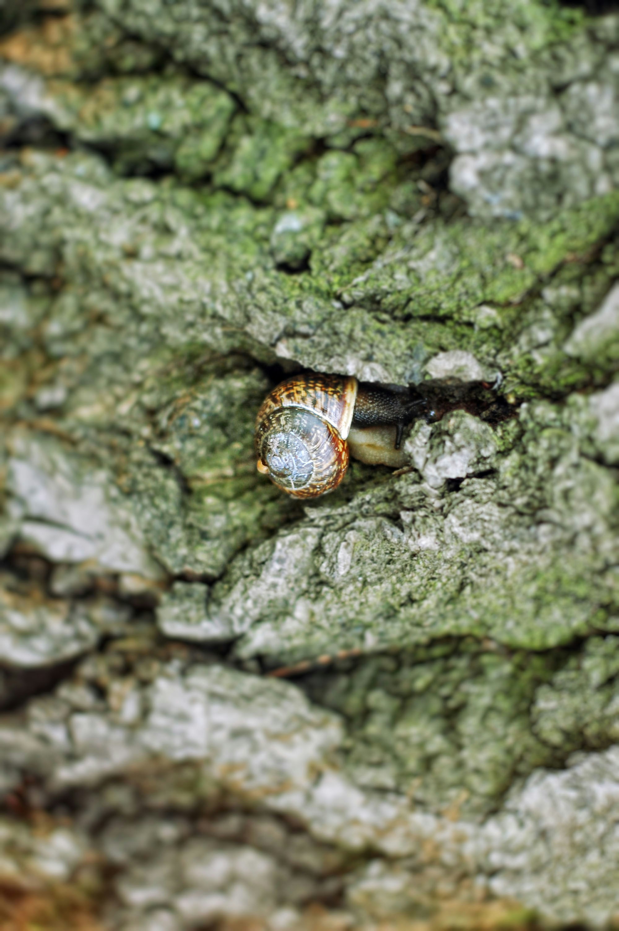 Whorl Amid the Moss: a snail's patient hold on weathered bark