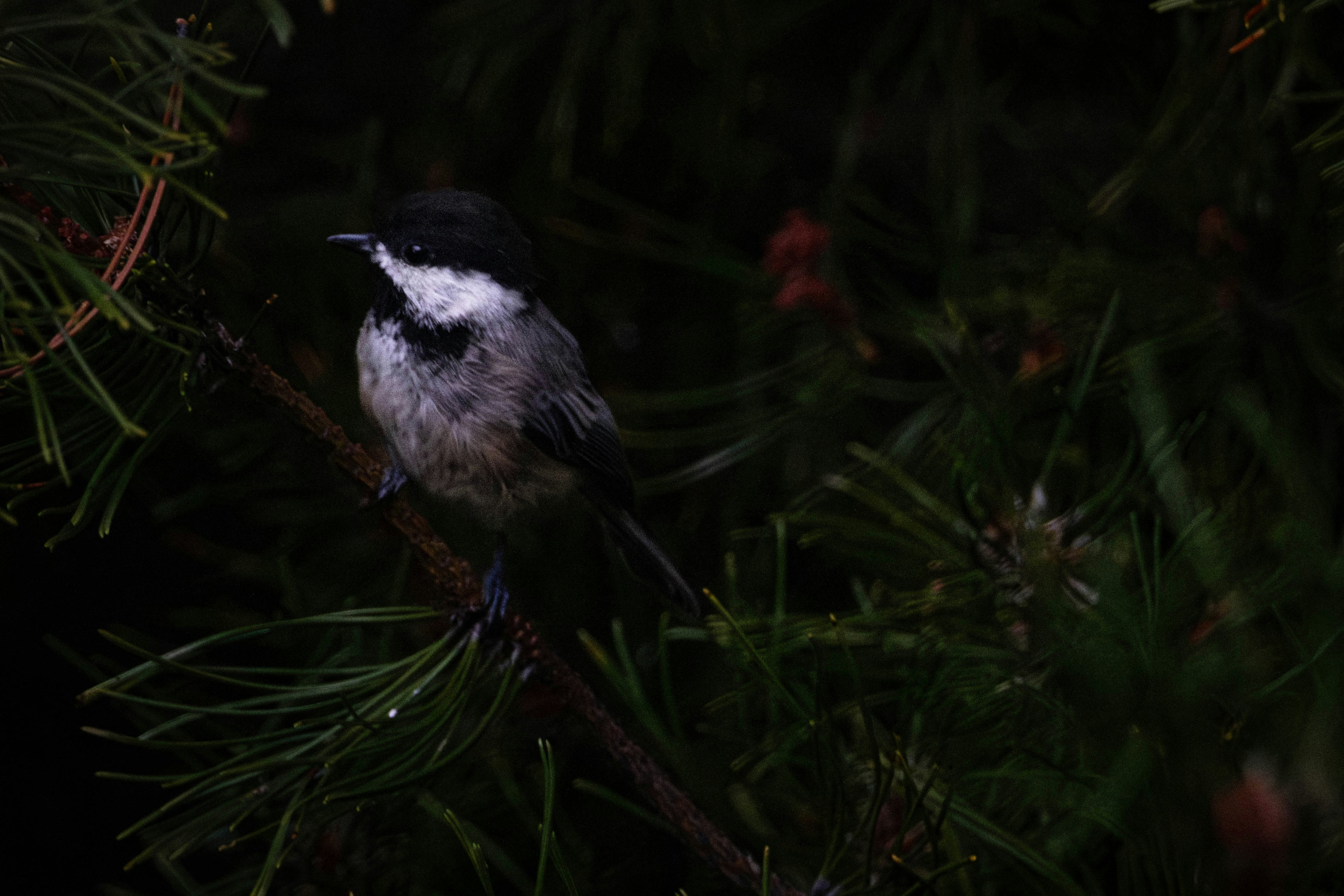 Midnight Chickadee on Pine: A Quiet Forest Moment