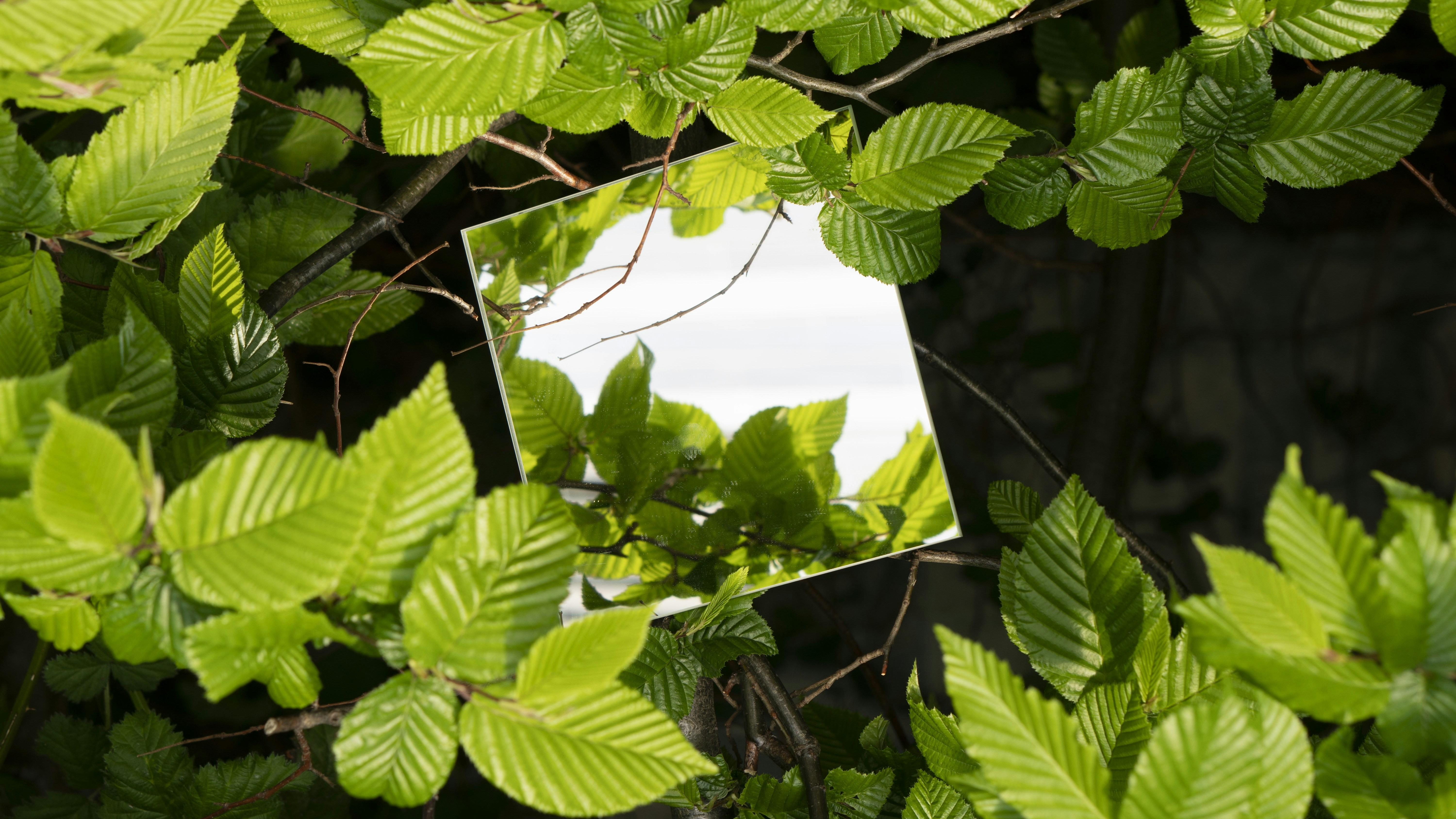Leaf-Framed Window of Light: A Quiet Geometry in Green