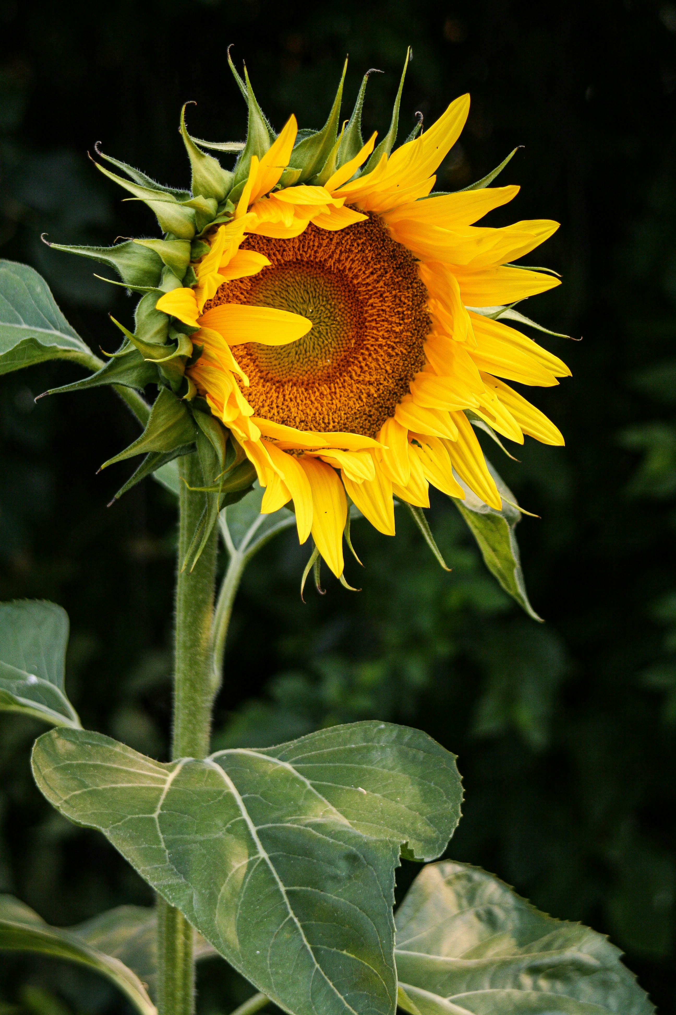 Photo by Kelli Campbell with Canon EOS 400D