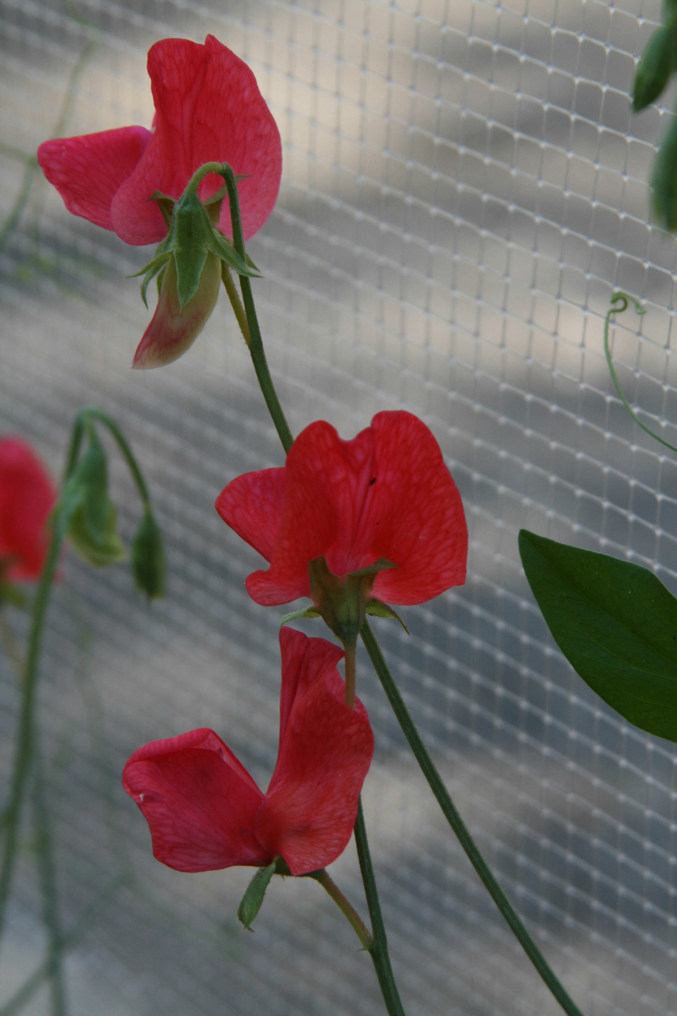 Scarlet Sweet Peas Weaving Through a Garden Mesh