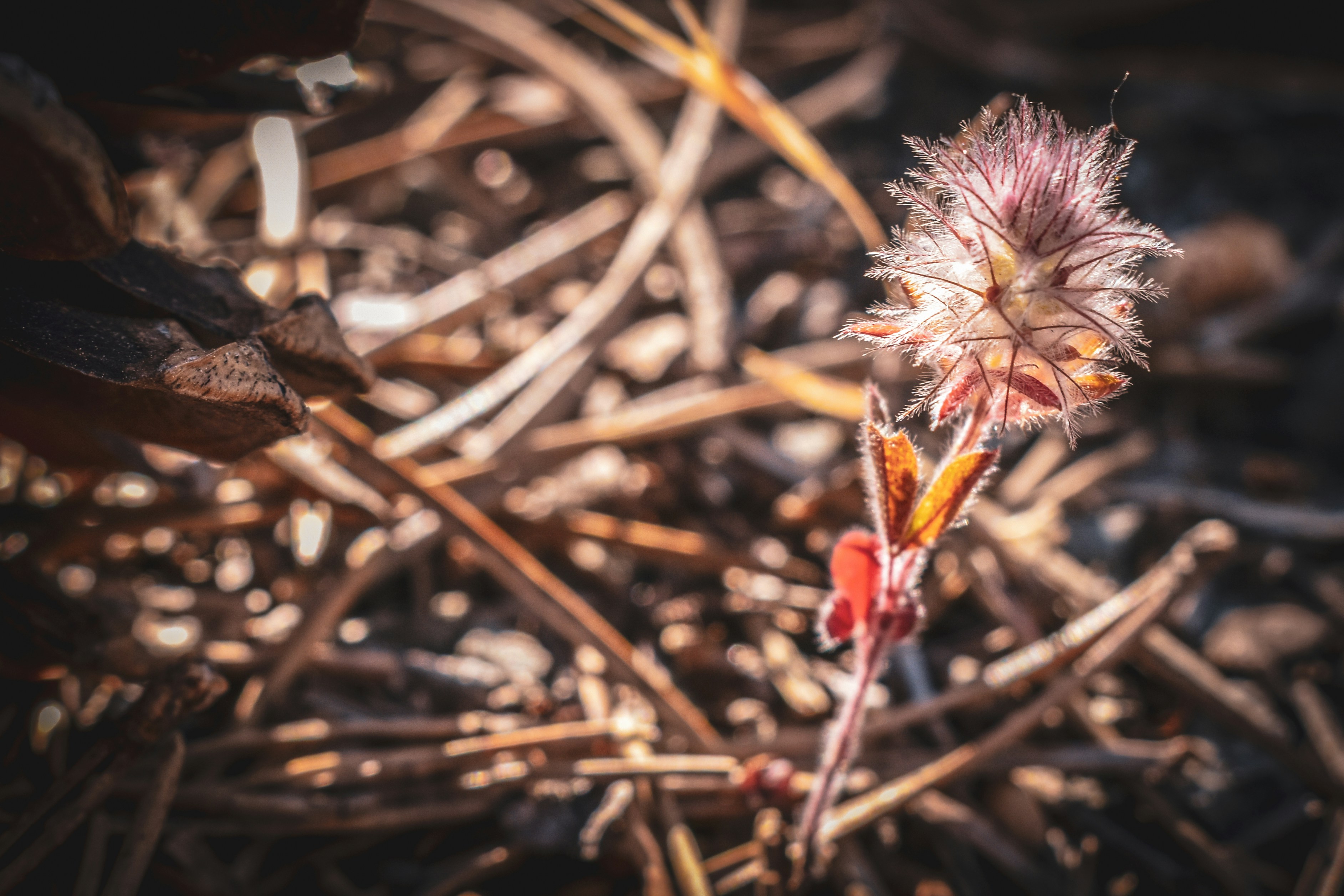 Ember-gleam Seed Head Amid a Quiet Bed of Dry Pine Needles