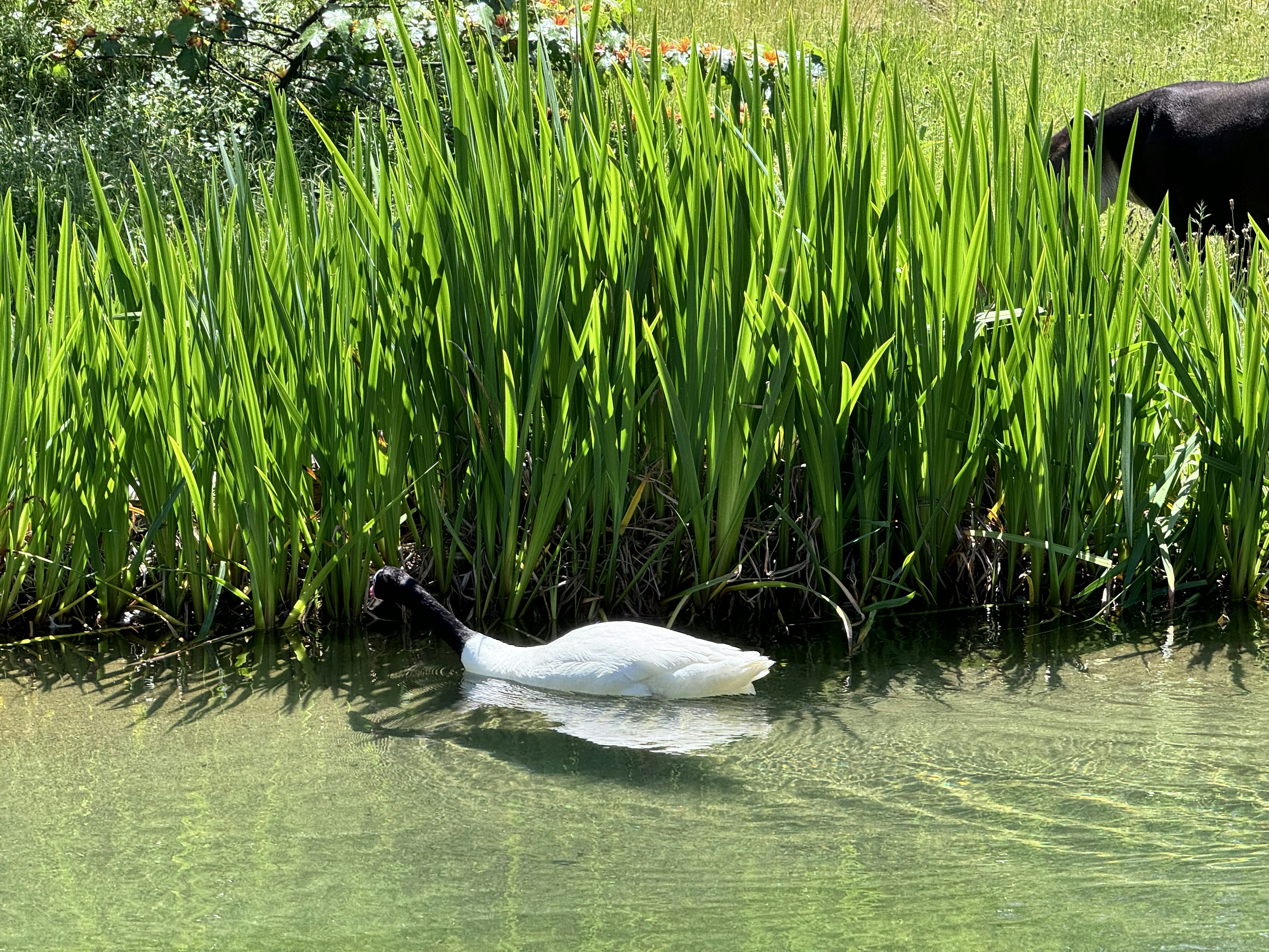 White Swan at the Emerald Reed Border