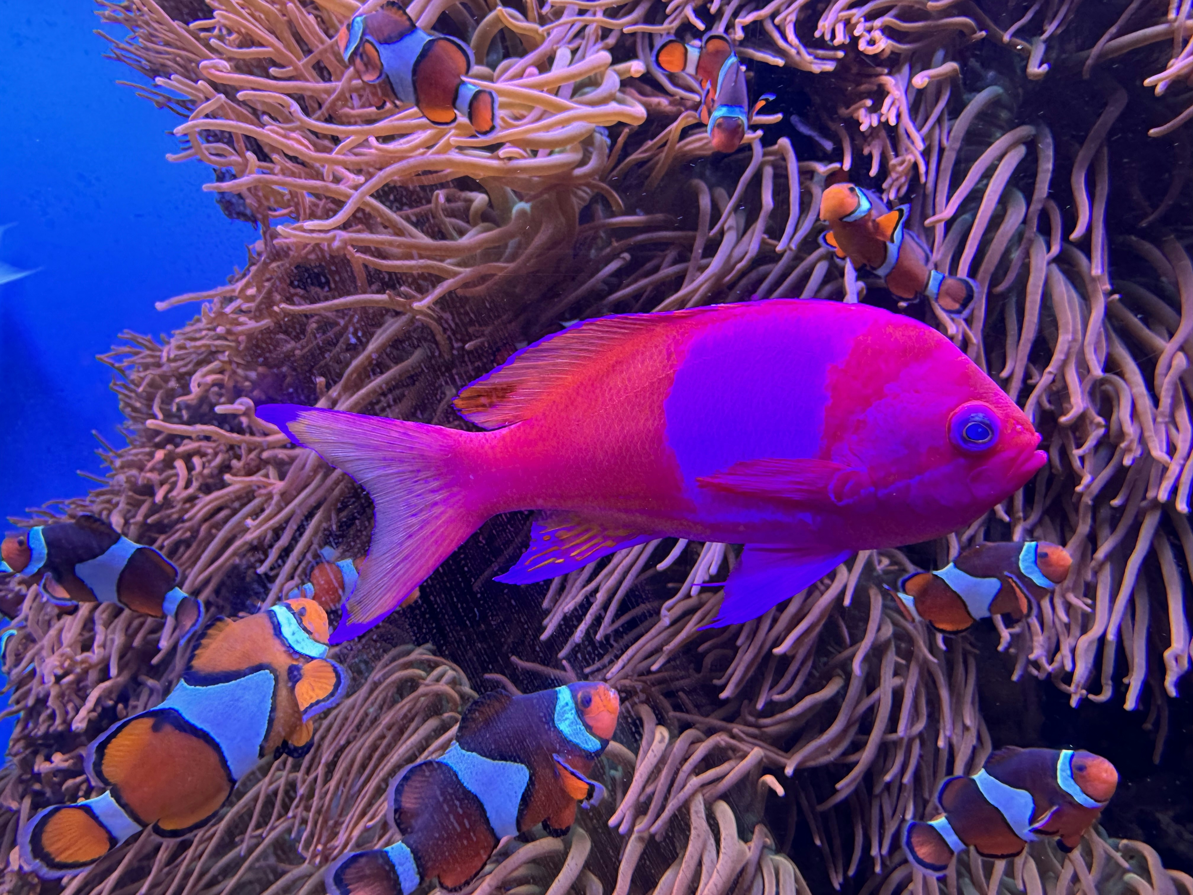 Neon Pink Anthias in Anemone Haven: A Reef Portrait