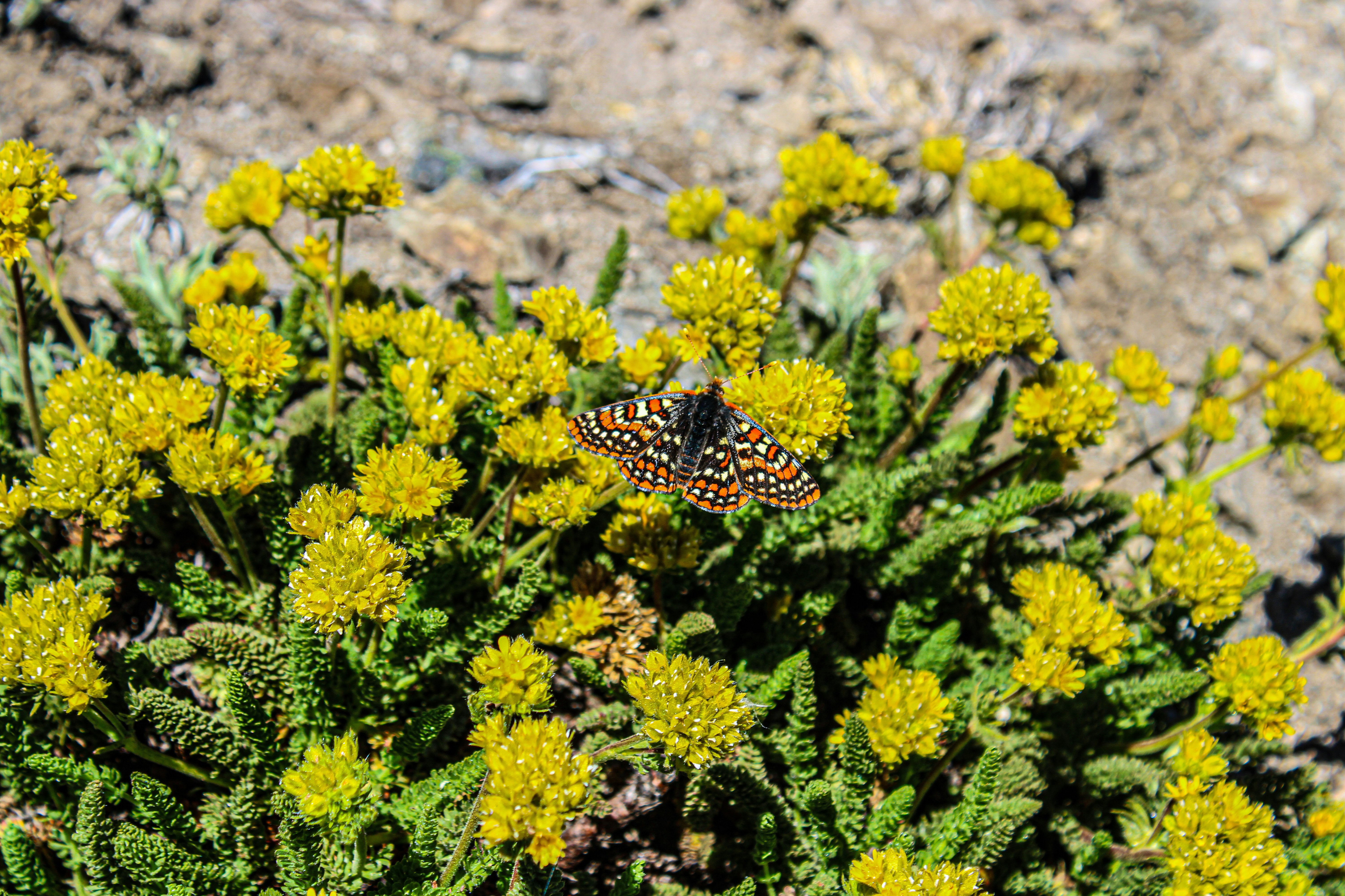 Photo by Peter Robbins with Canon EOS 2000D