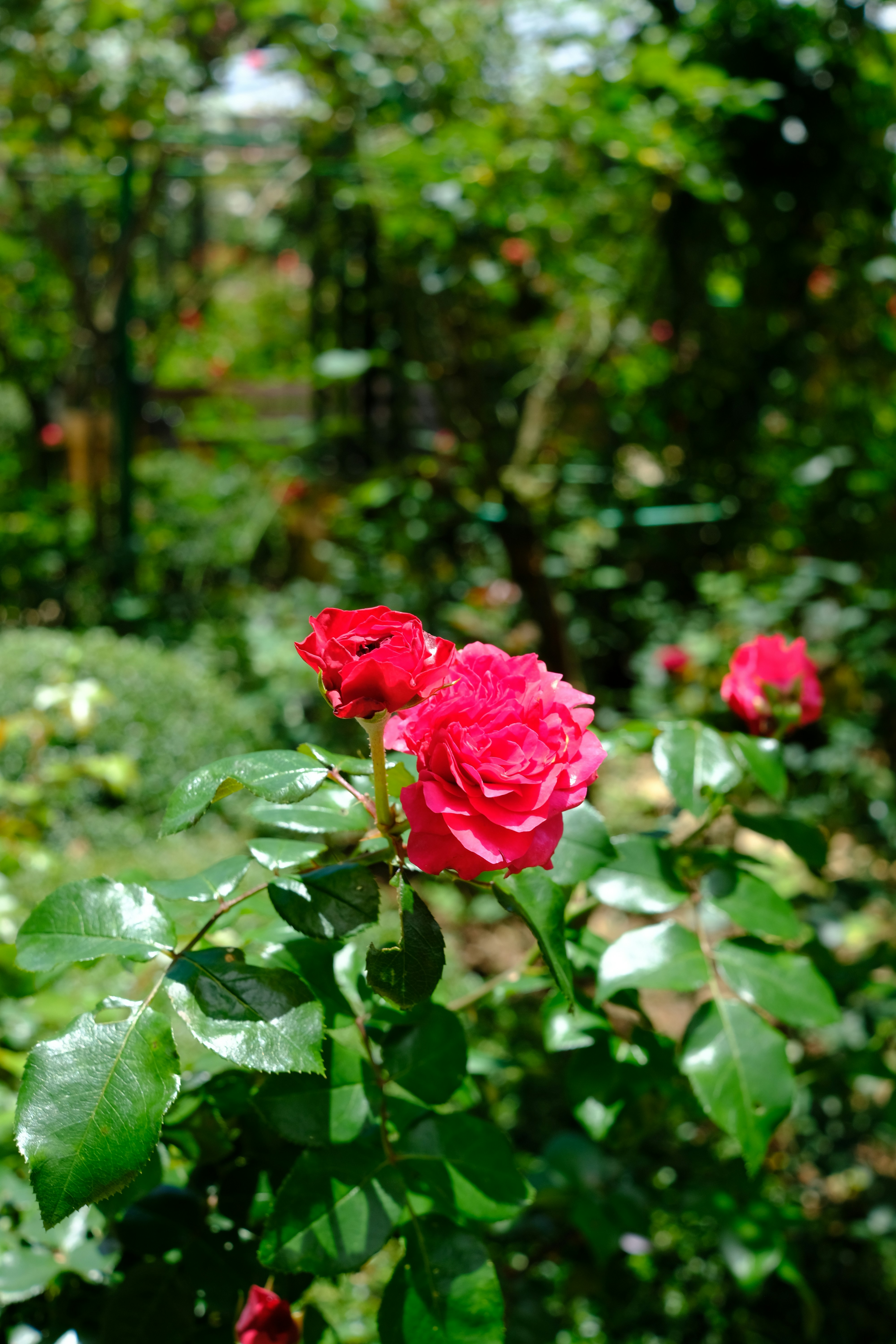 Crimson Rose in a Sunlit Garden: Sharp Bloom, Velvet Blur