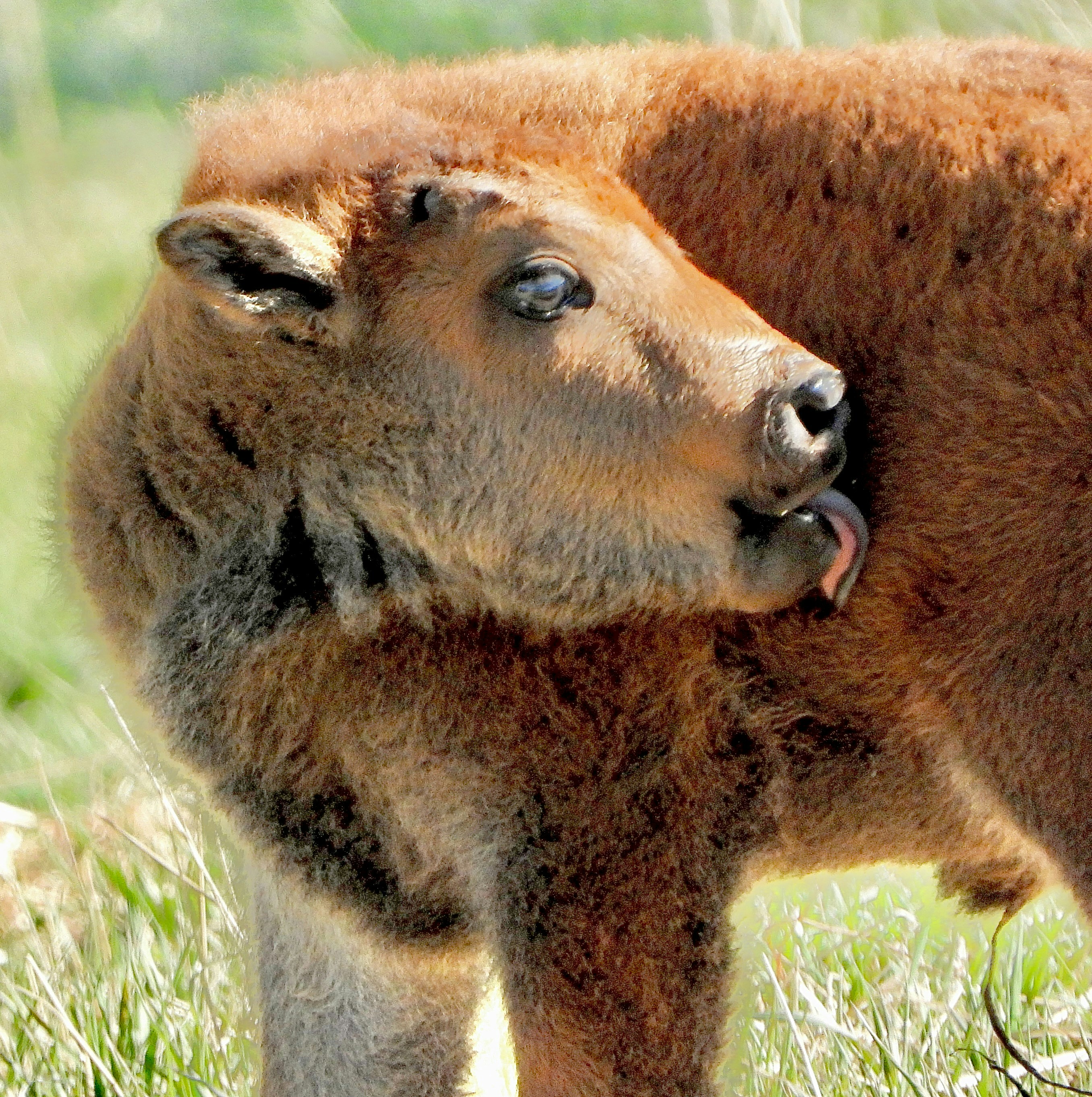 Tongue-Tipped Gaze: A brown bison calf in a sunlit pasture