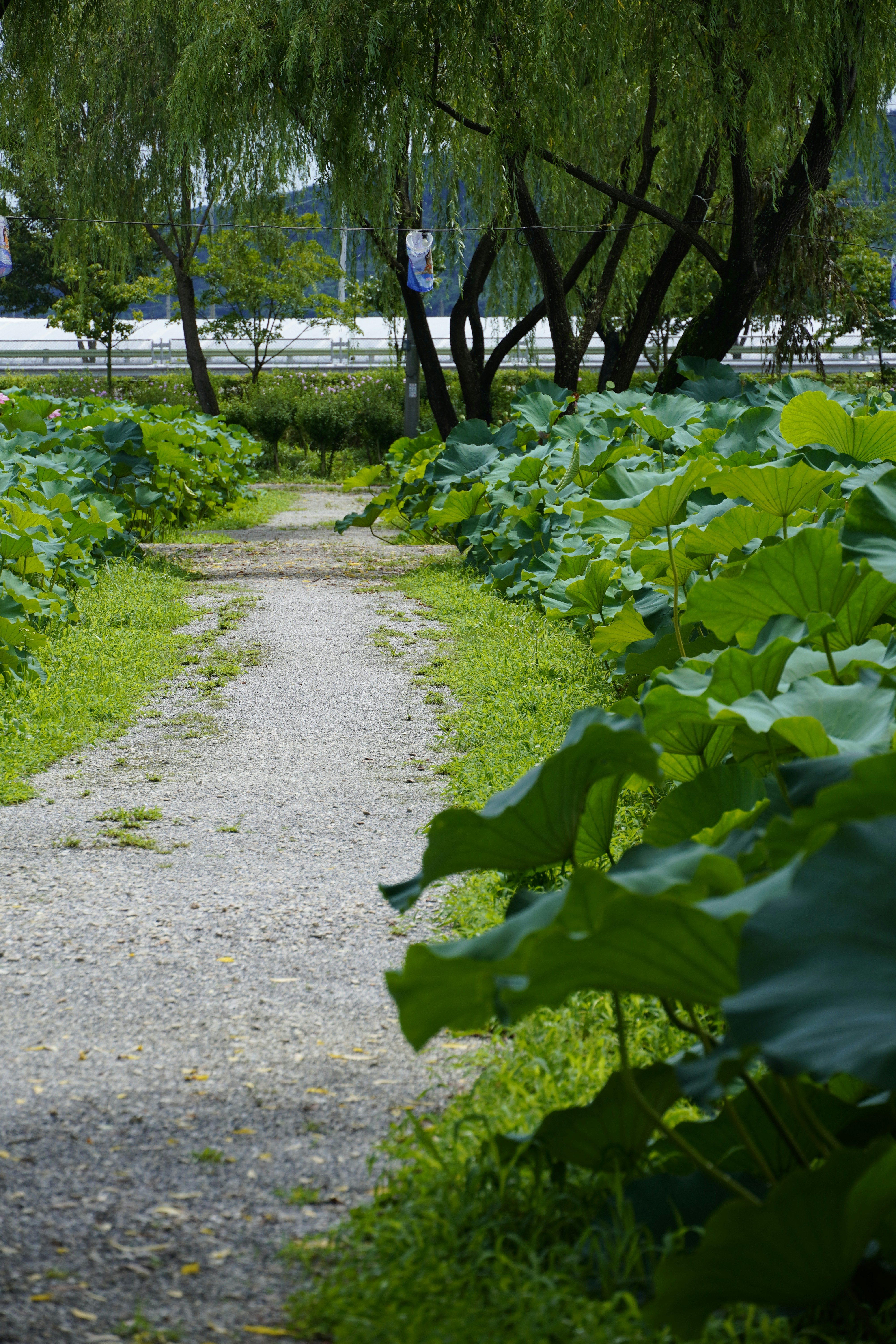 A Quiet Gravel Path Through a Sea of Lotus Leaves