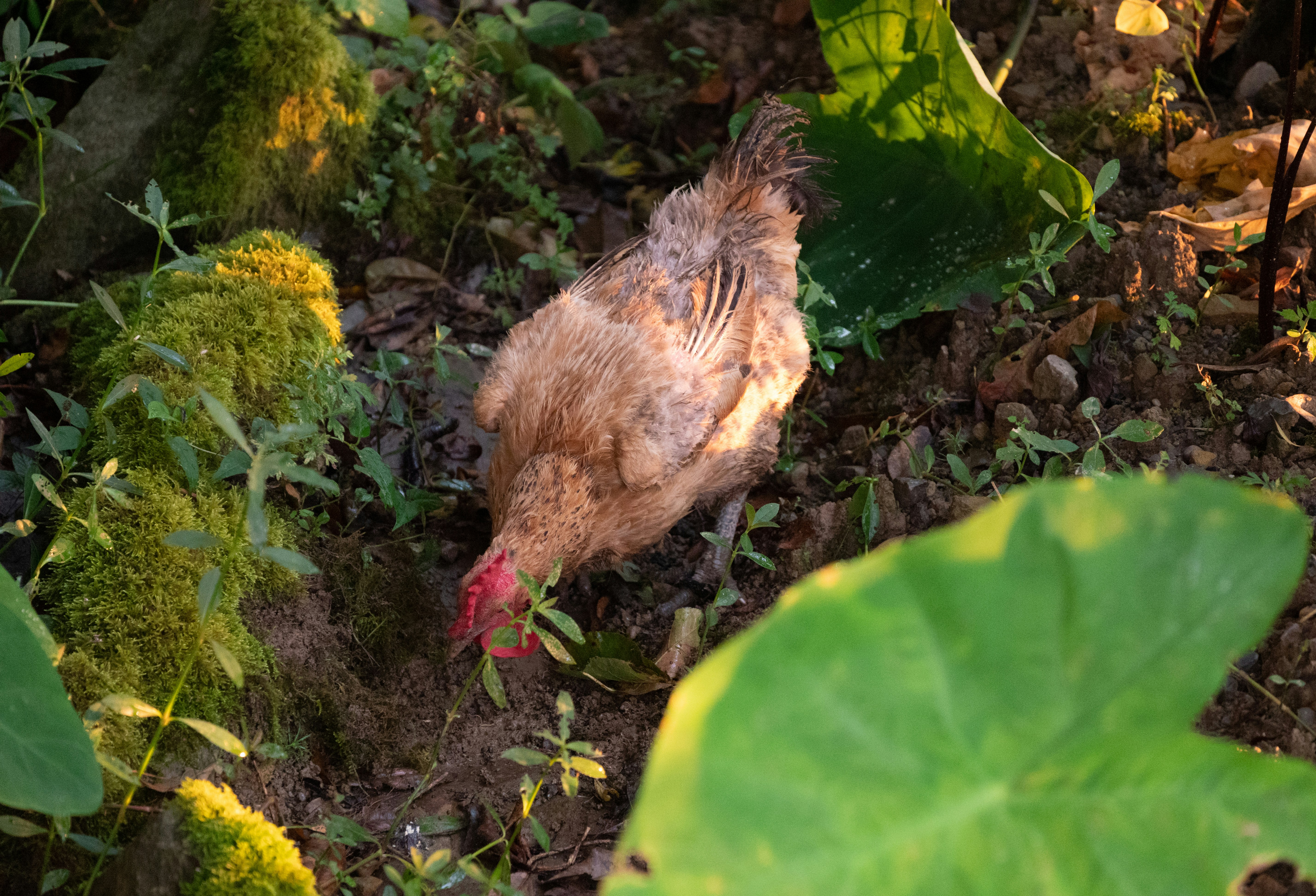 A chicken foraging through lush greenery, surrounded by vibrant foliage and earthy textures.