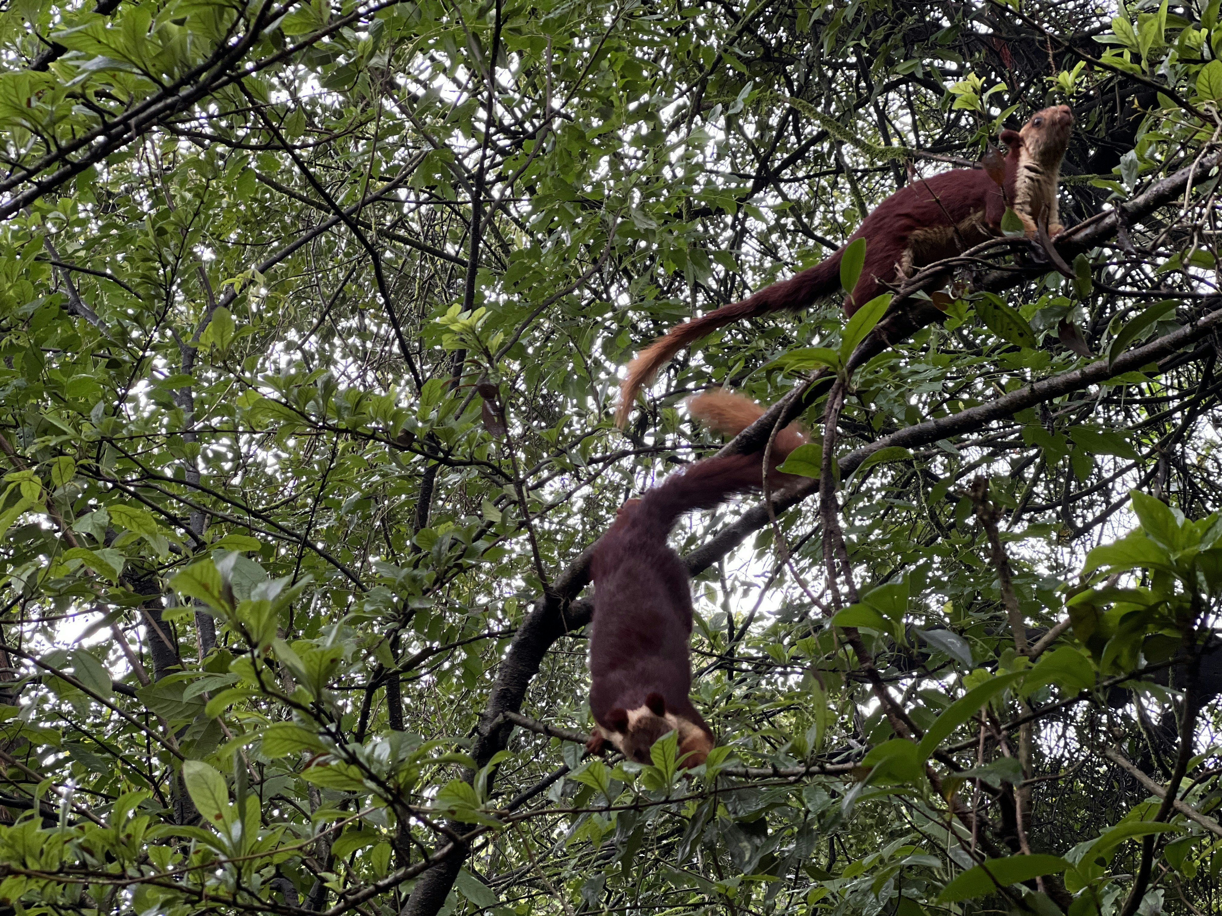 Arboreal Duo: Red Squirrels Among the Canopy