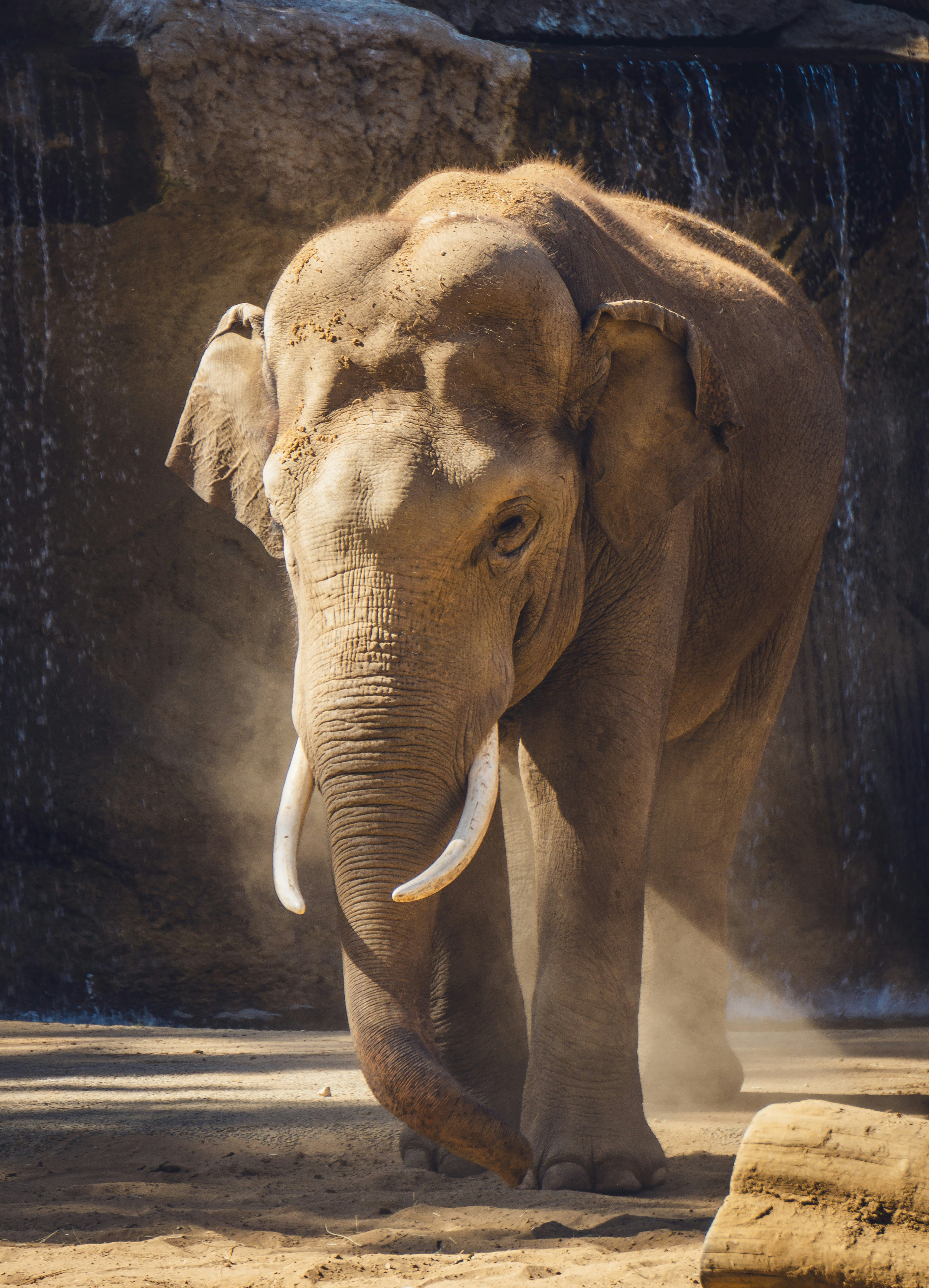 An elephant walking in front of a waterfall photo – Free Animal Image ...