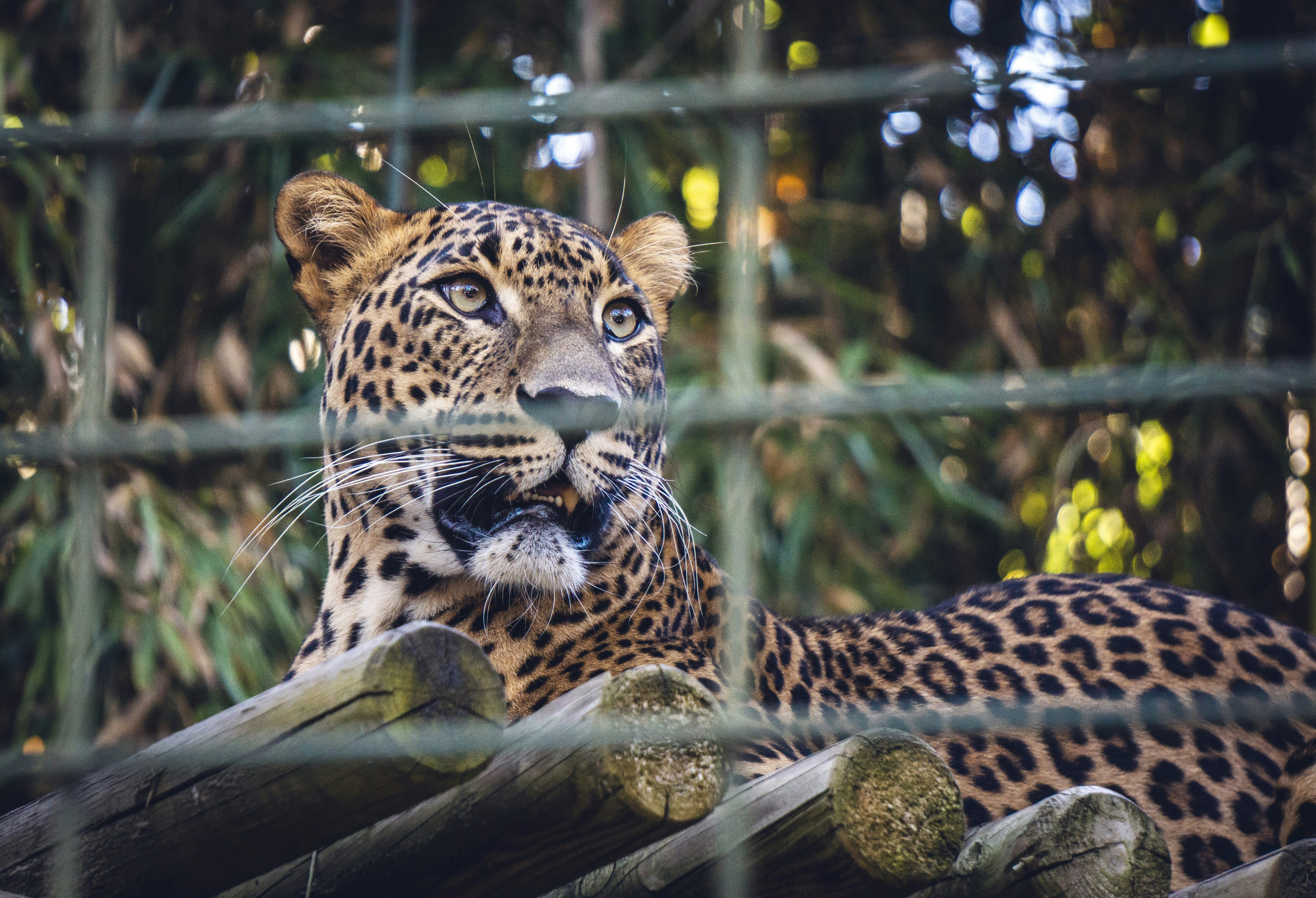 A leopard in a cage looking at the camera photo – Free Zoo de la ...