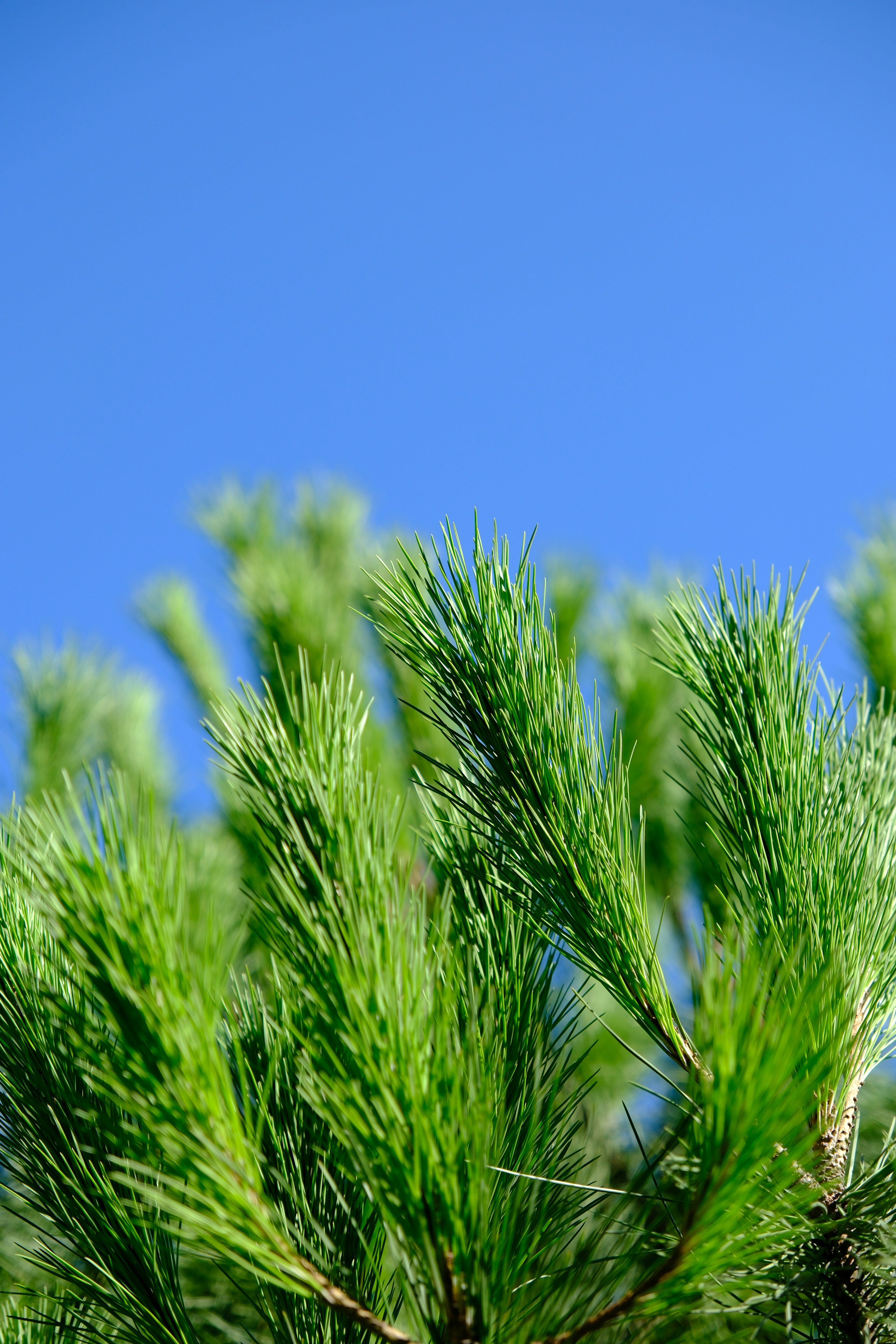 A close up of a pine tree with a blue sky in the background photo ...