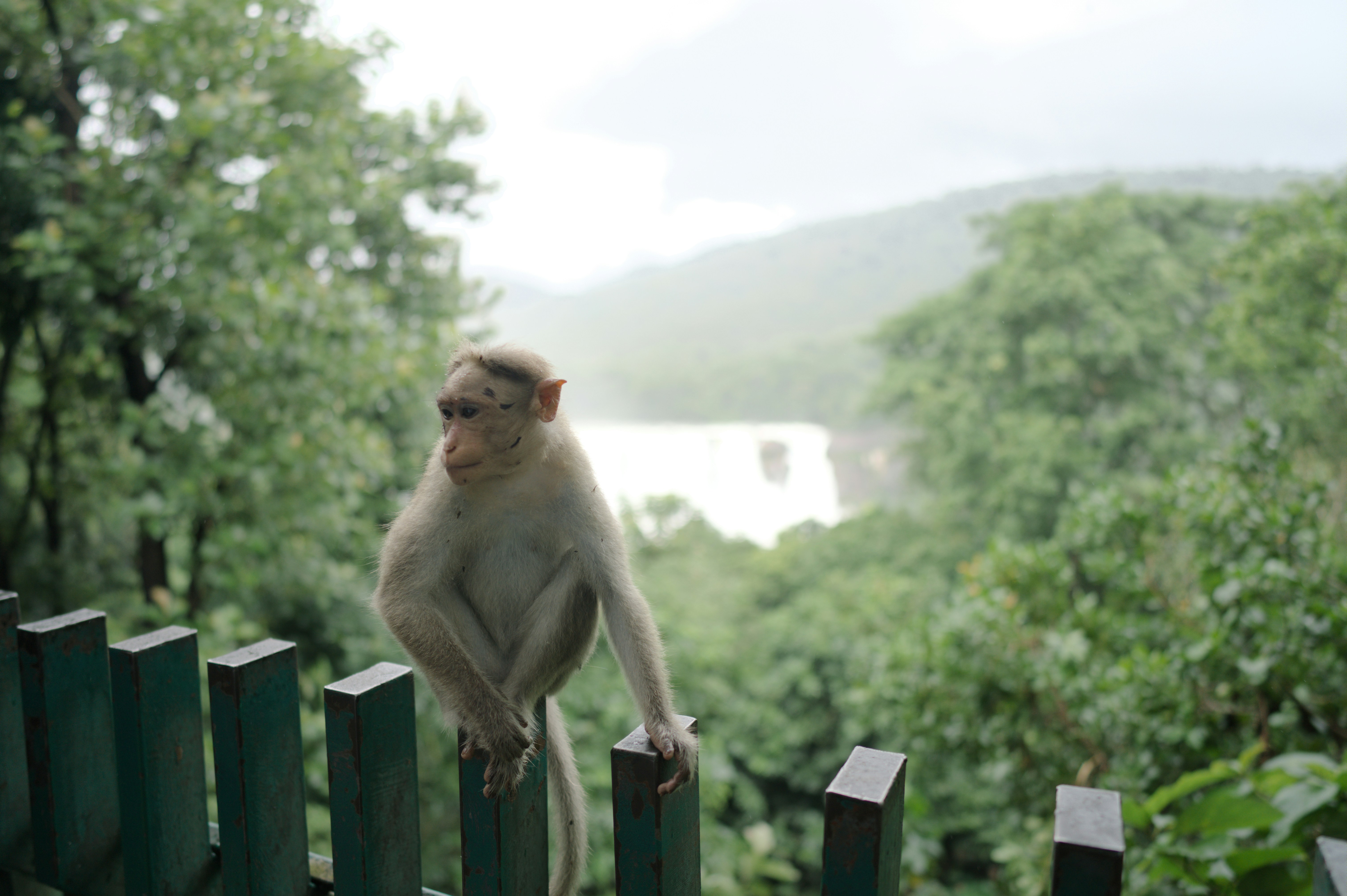 Macaque on a mossy fence surveying a verdant valley
