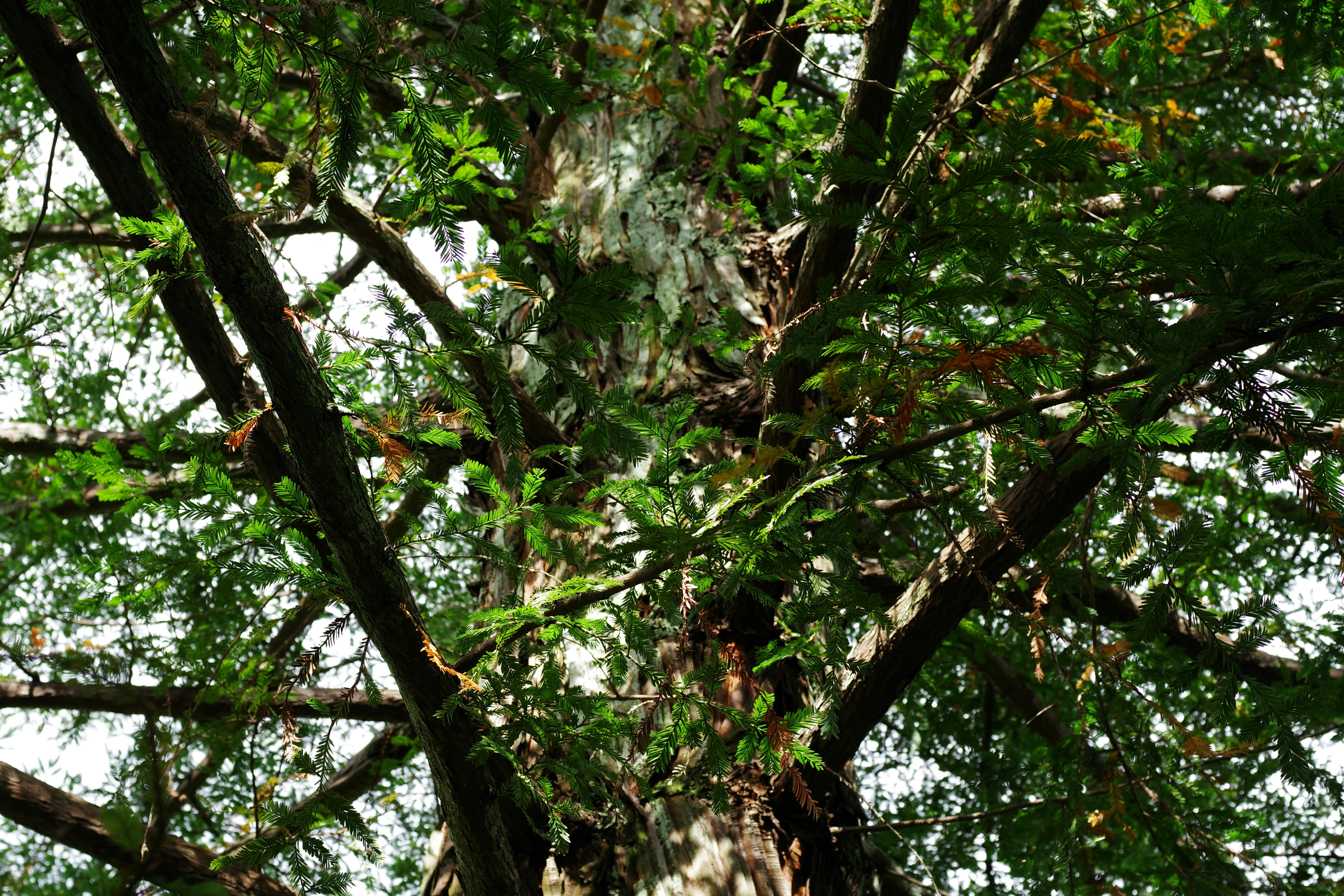 薔薇Rose Beautiful green and flower garden Beautiful and pretty flowers、新緑と美しい花が織りなす絶景 A superb view of fresh greenery and beautiful flowers