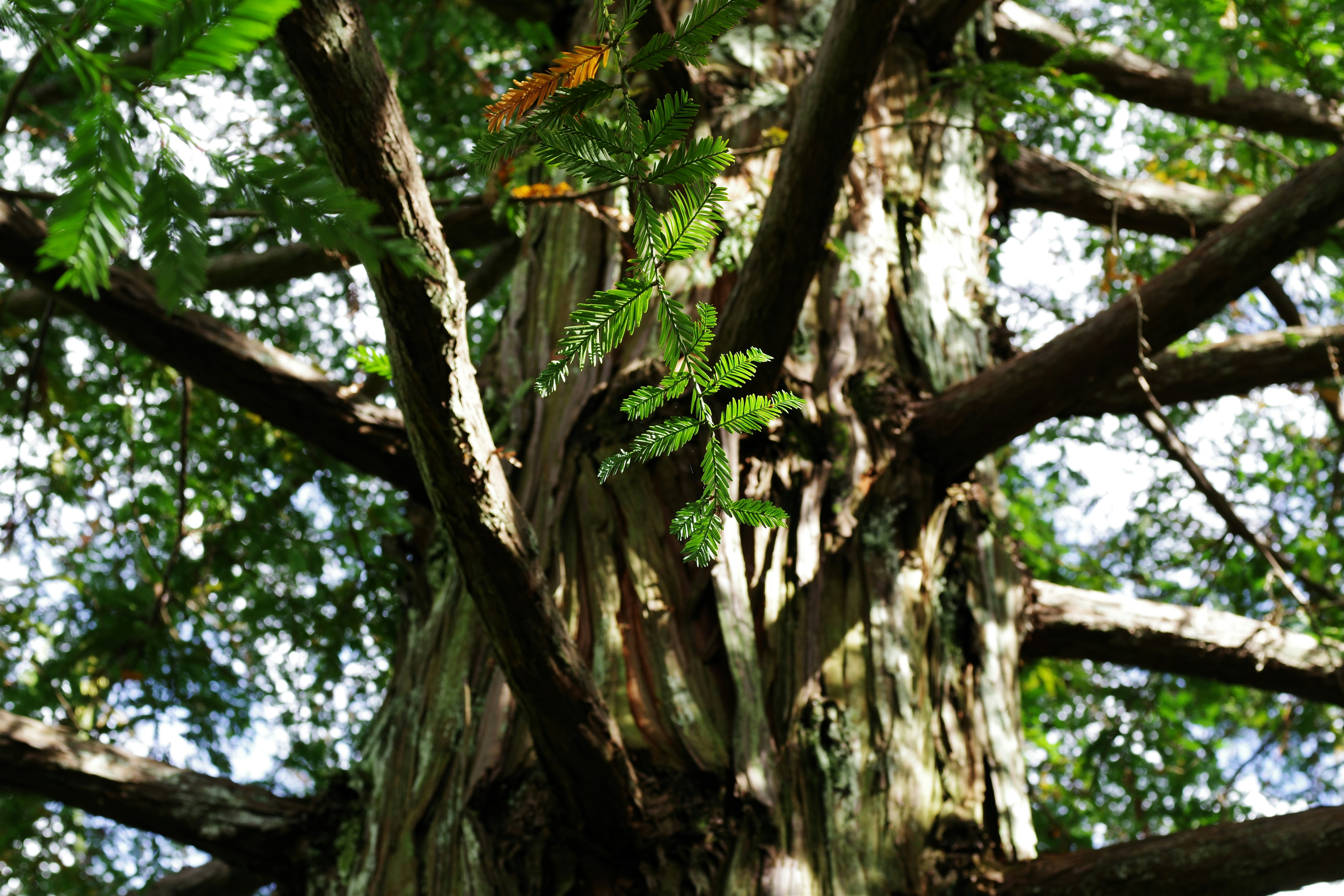 A large tree with lots of green leaves photo – Free Vegetation Image on ...