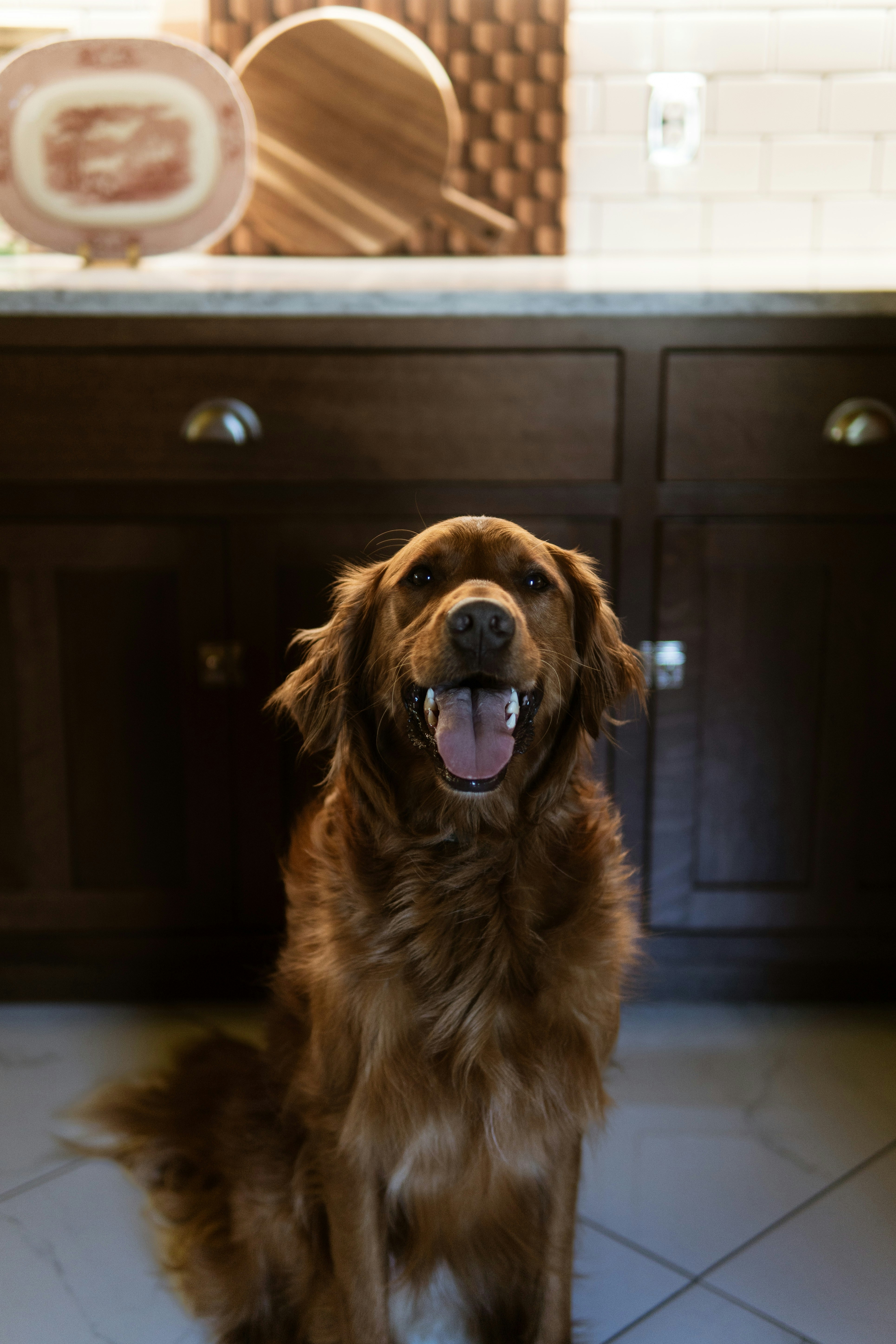 Cozy Kitchen Chronicle: The Golden Retriever's Gleeful Gaze
